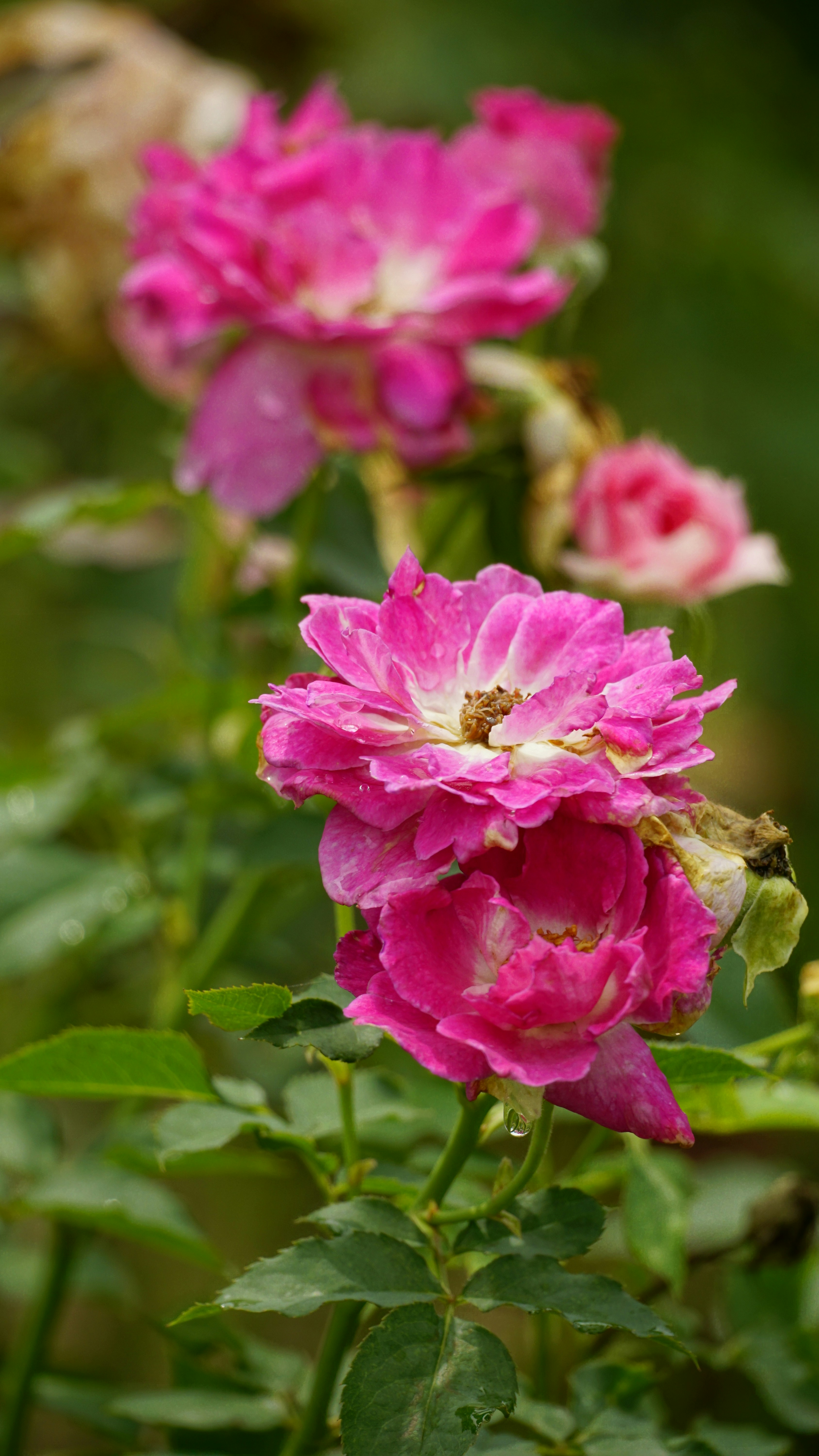 Velvet Pink Rose: a close-up in a dreamlike garden blur