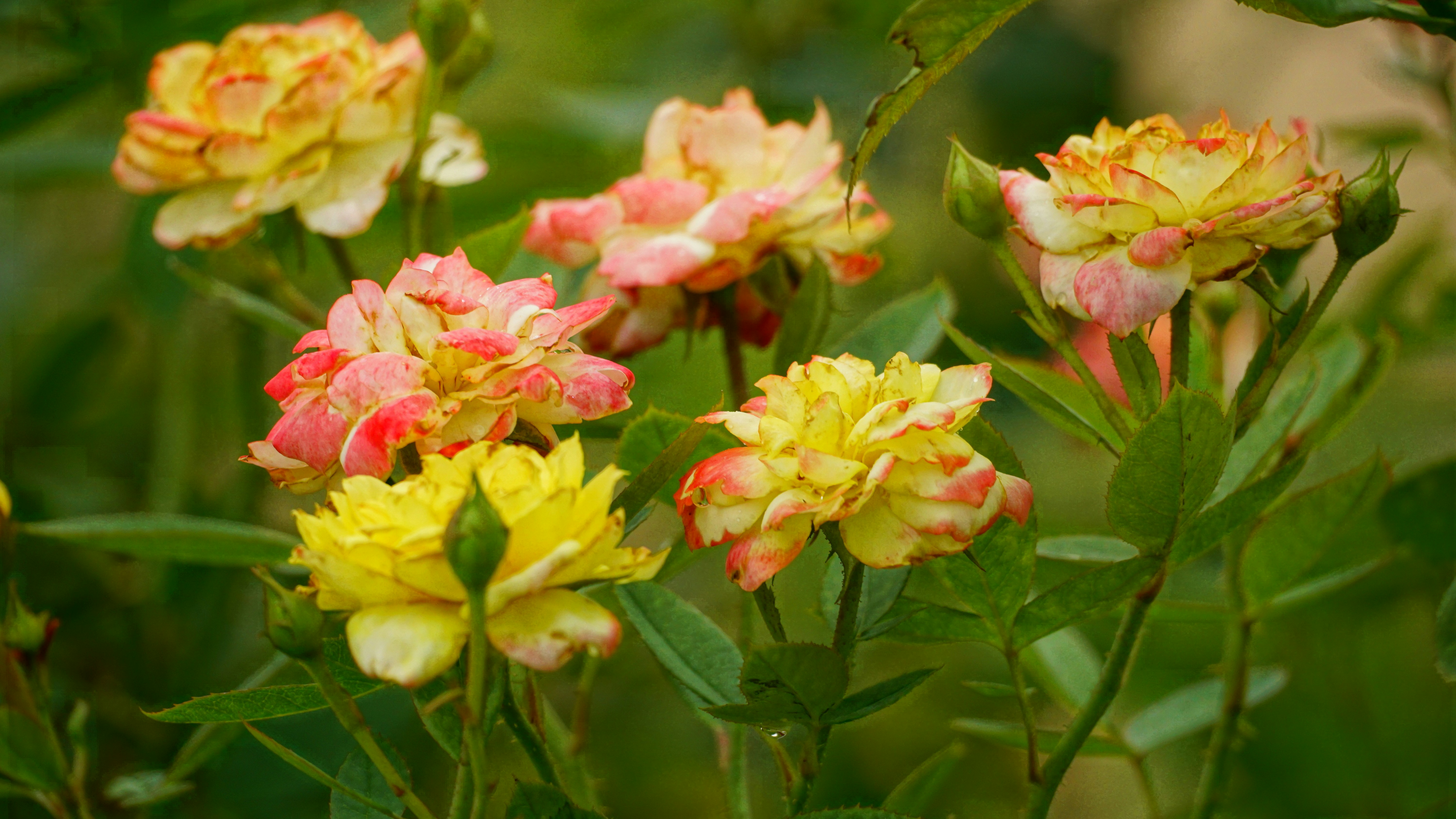 Foto Seikat bunga yang ada di rumput – Gambar Bunga Gratis di Unsplash