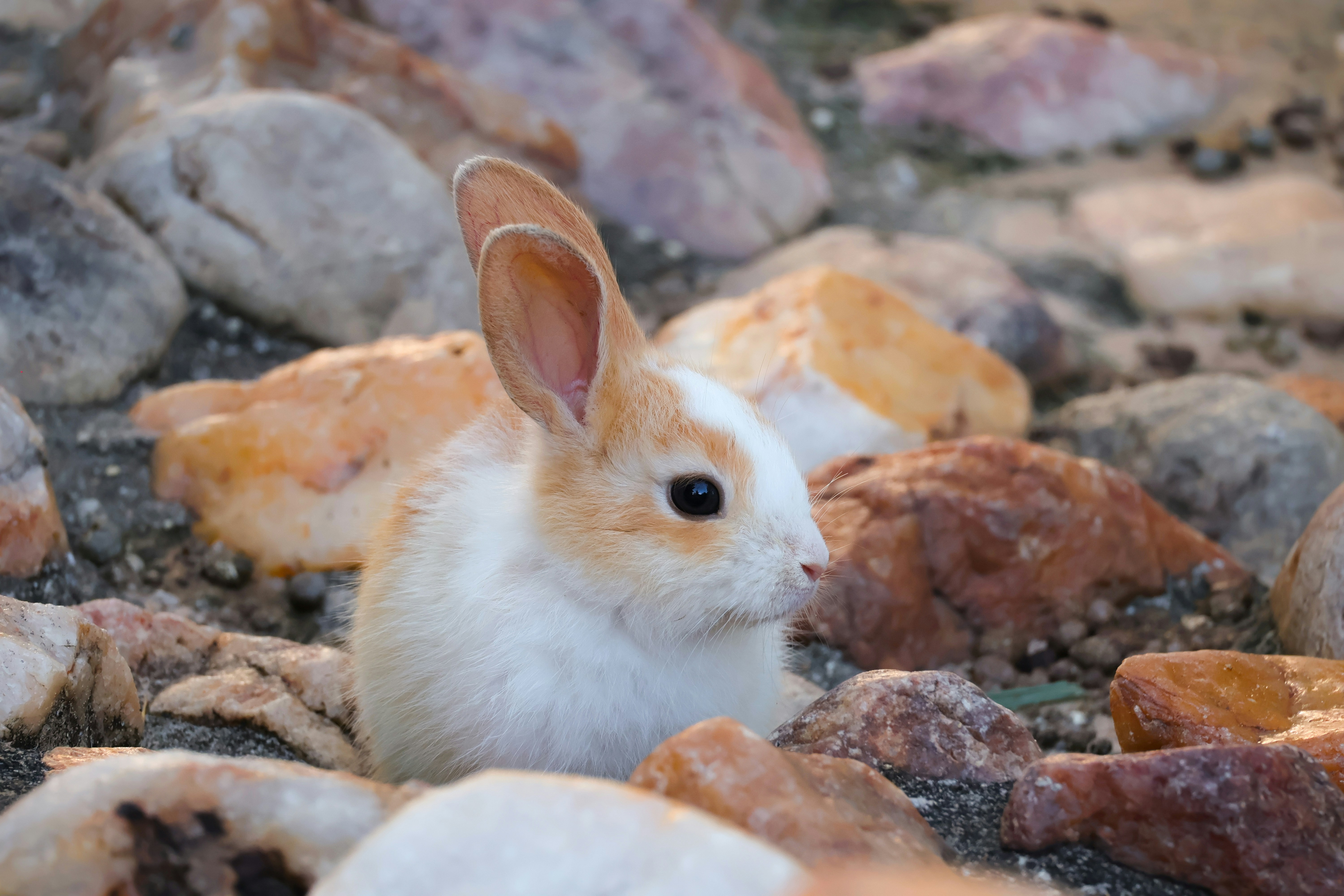 A small rabbit sitting on top of a pile of rocks photo – Free Engenhoca ...