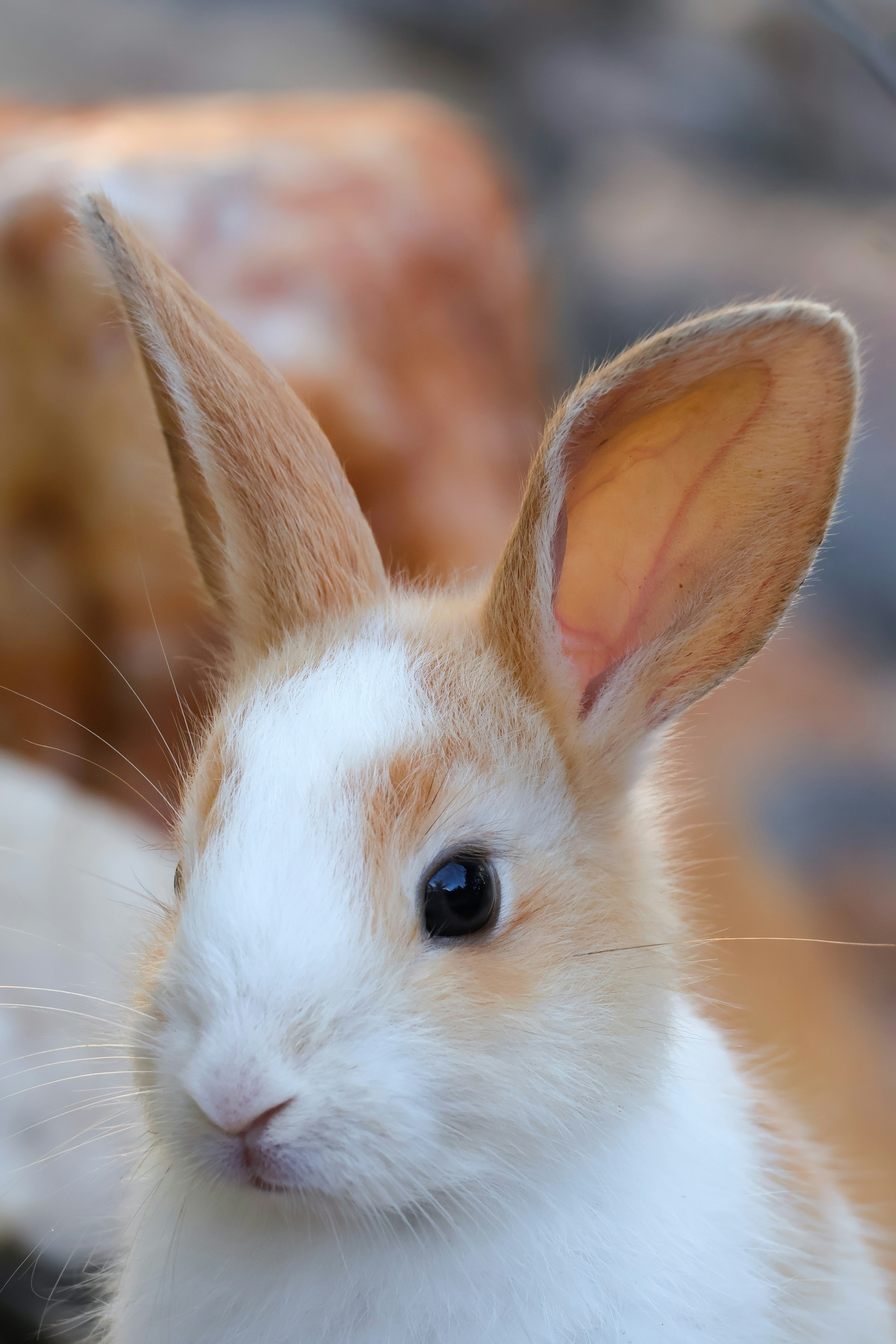 Rabbits Pictures | Download Free Images on Unsplash