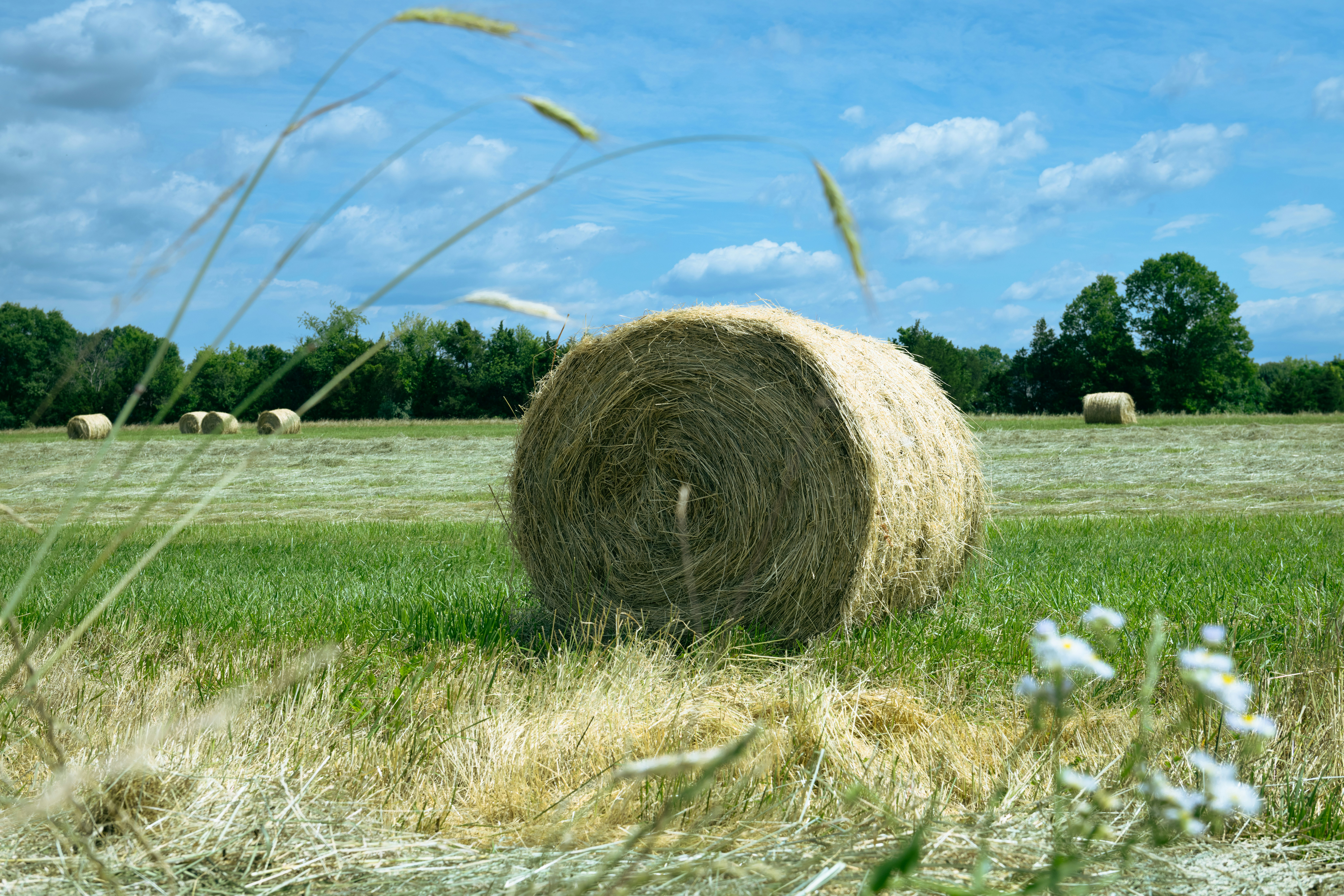 A large hay bale in a field of grass photo – Free Animal Image on Unsplash