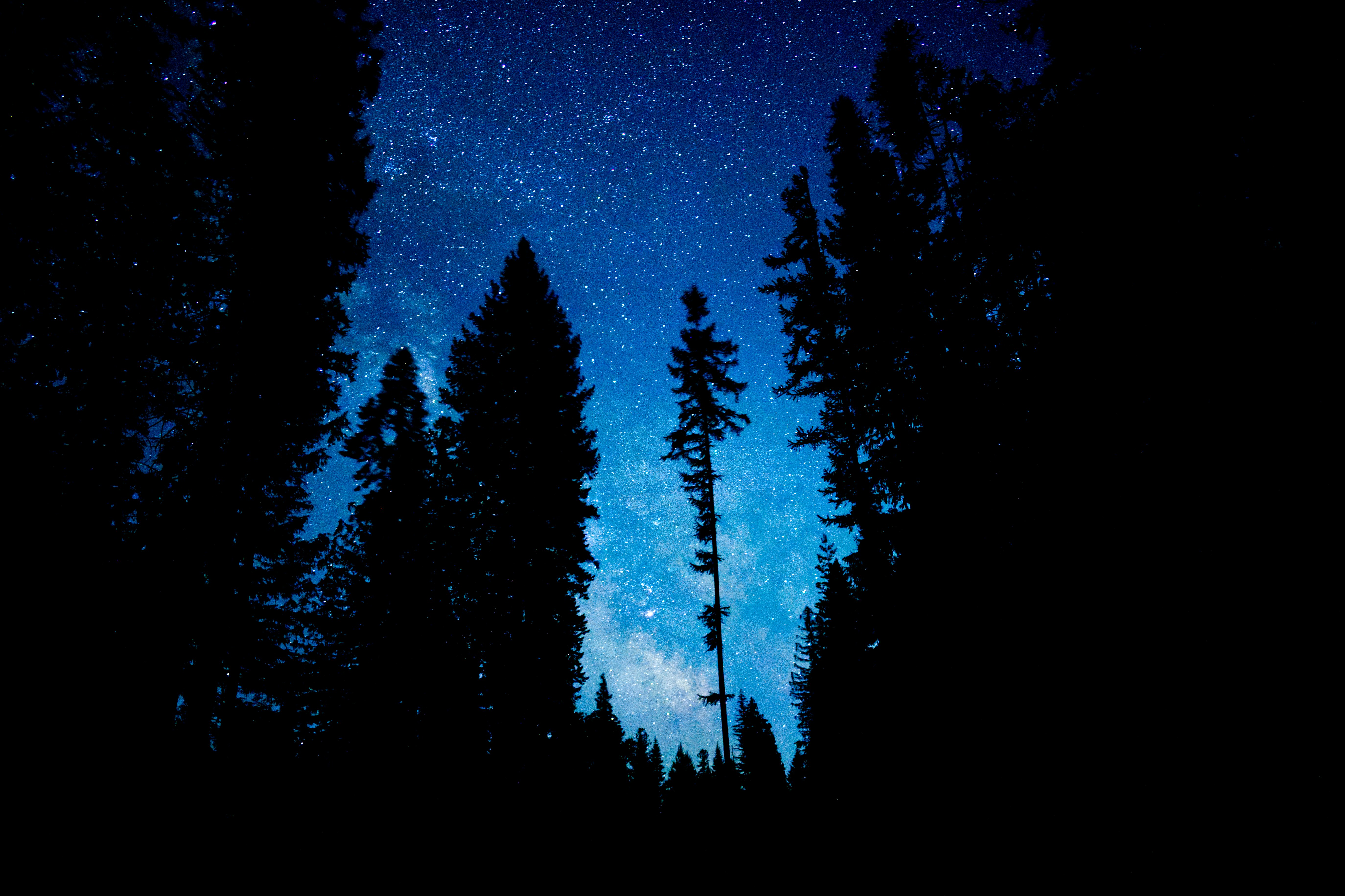 The night sky is filled with stars and trees photo – Free North idaho ...