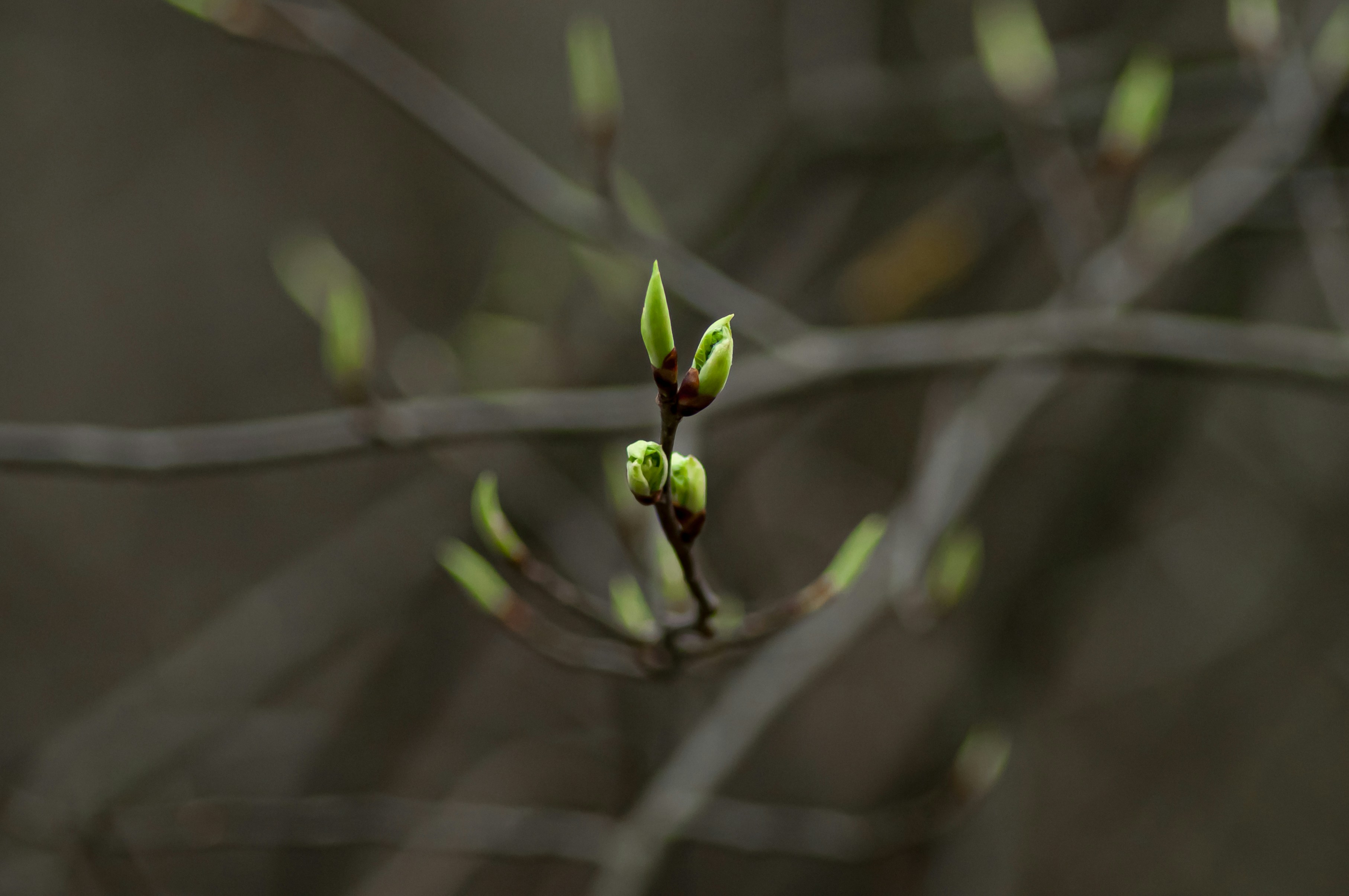 A close up of a tree branch with buds photo – Free Sprout Image on Unsplash