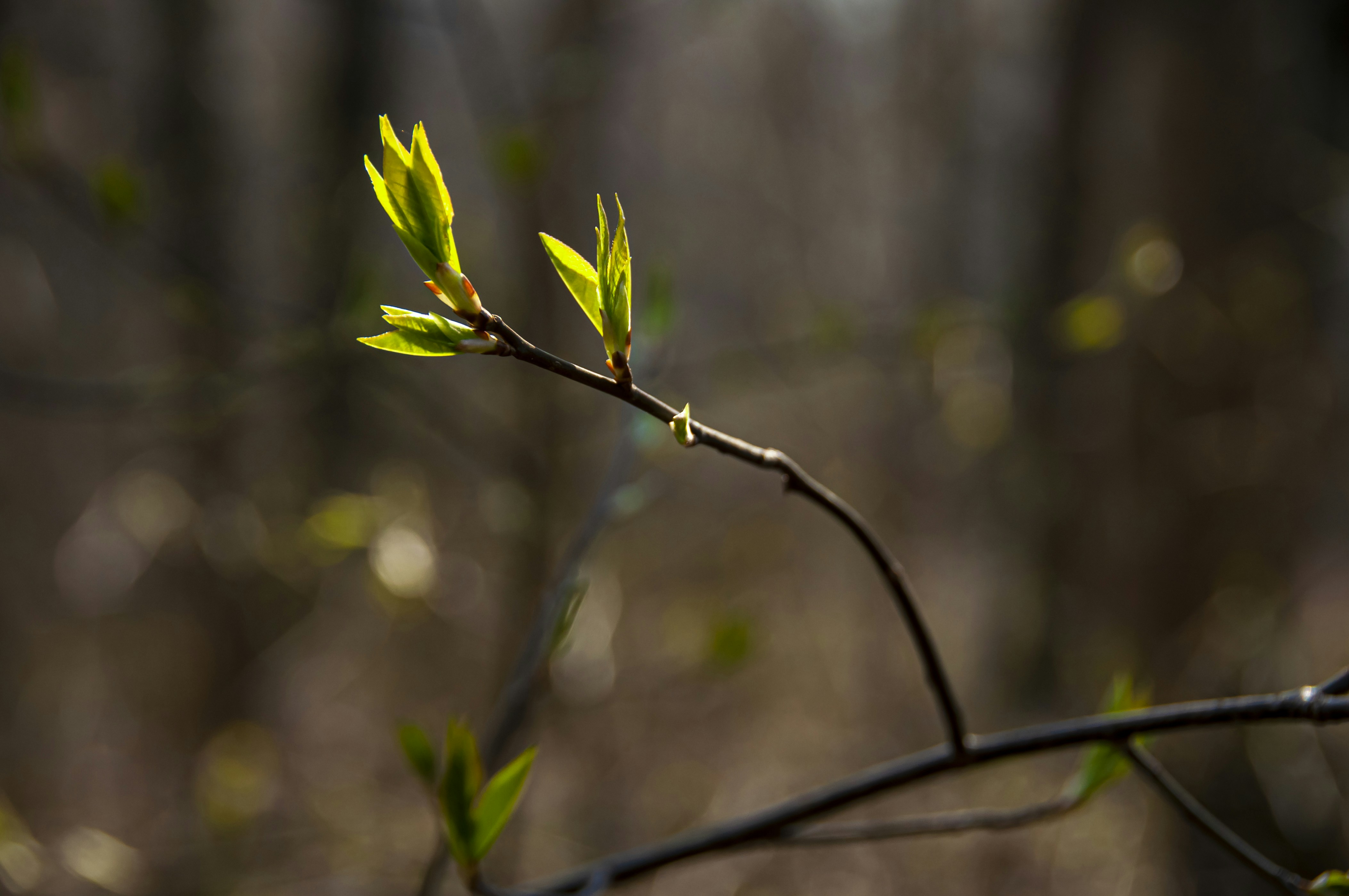 A tree branch with green leaves in a forest photo – Free Blossom Image ...