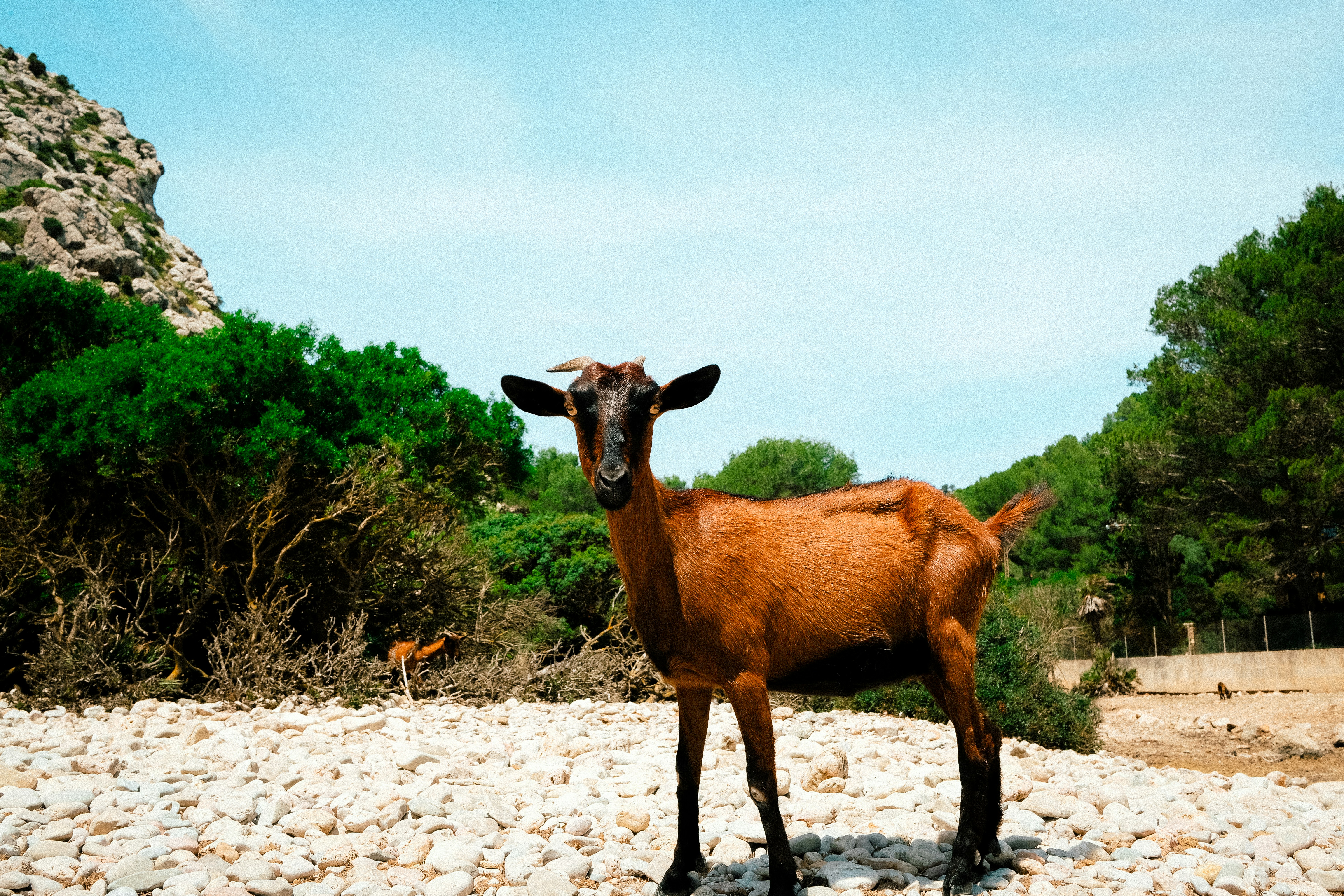 Goat Sentinel on a Pebble Plain Under a Bright, Open Sky
