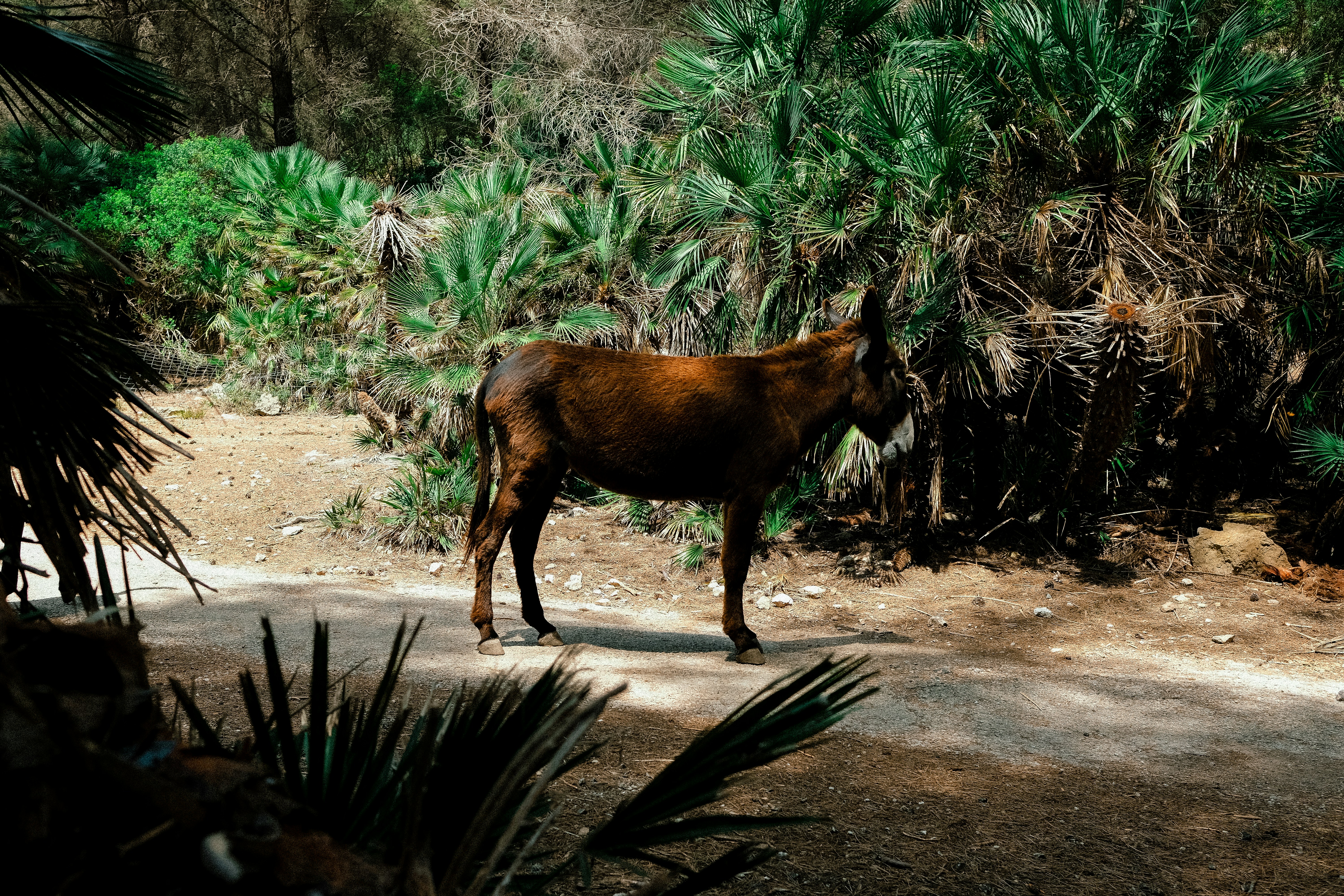 Sun-Dappled Solitude on a Palm-Fringed Dirt Path