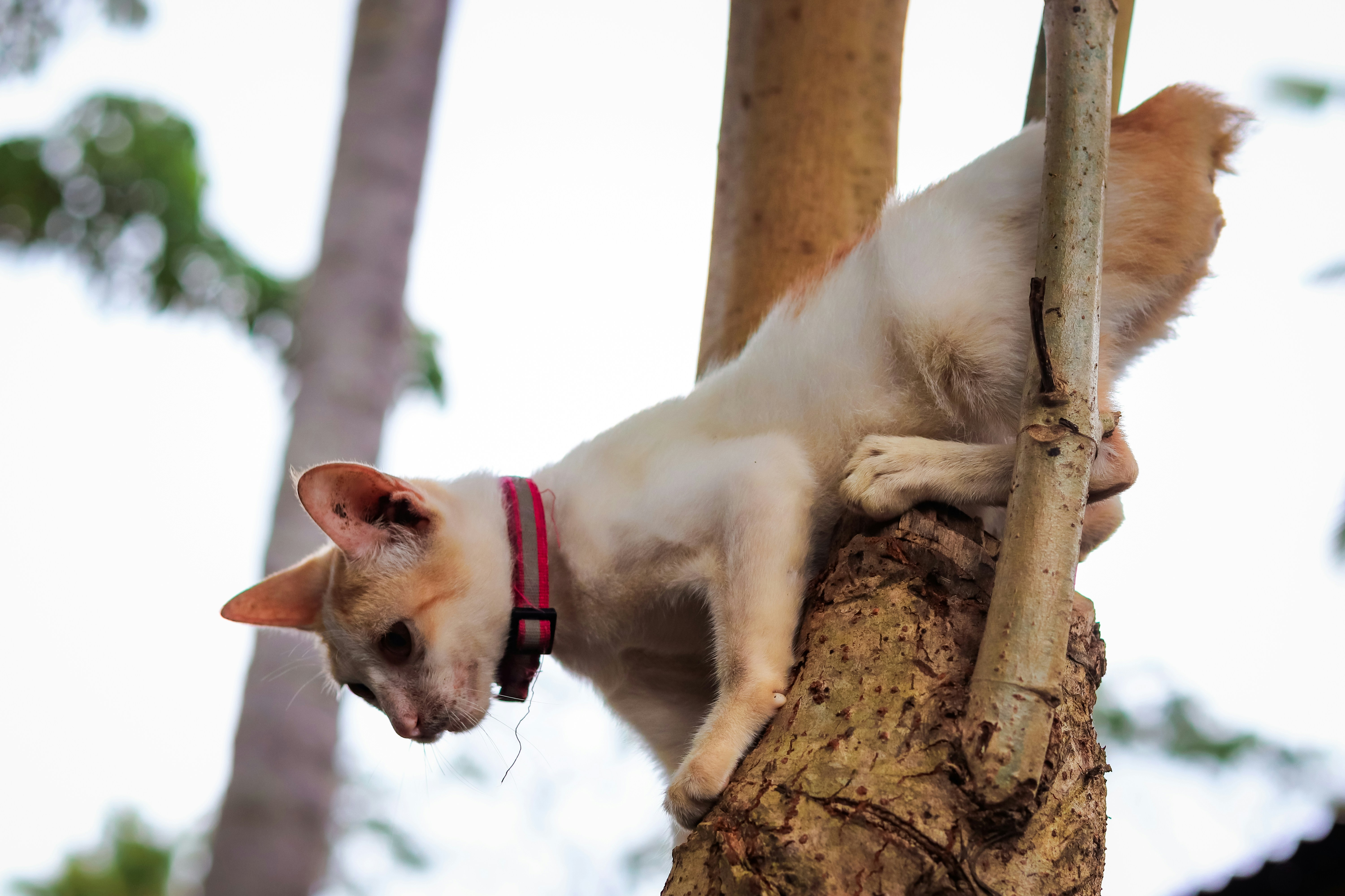Cat with a red collar climbing a tree, surrounded by foliage and a clear sky.