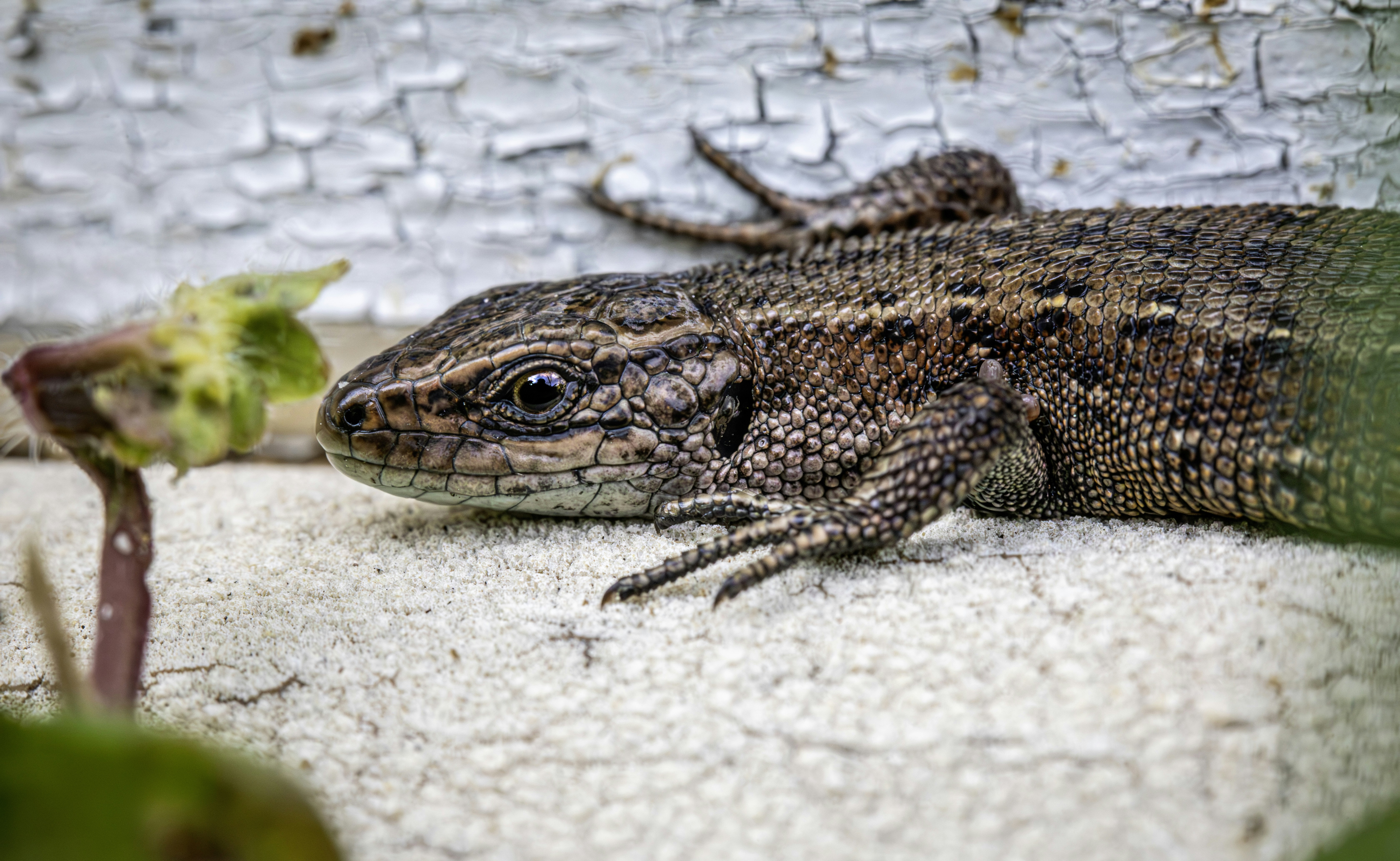A close up of a lizard laying on the ground photo – Free Grey Image on ...