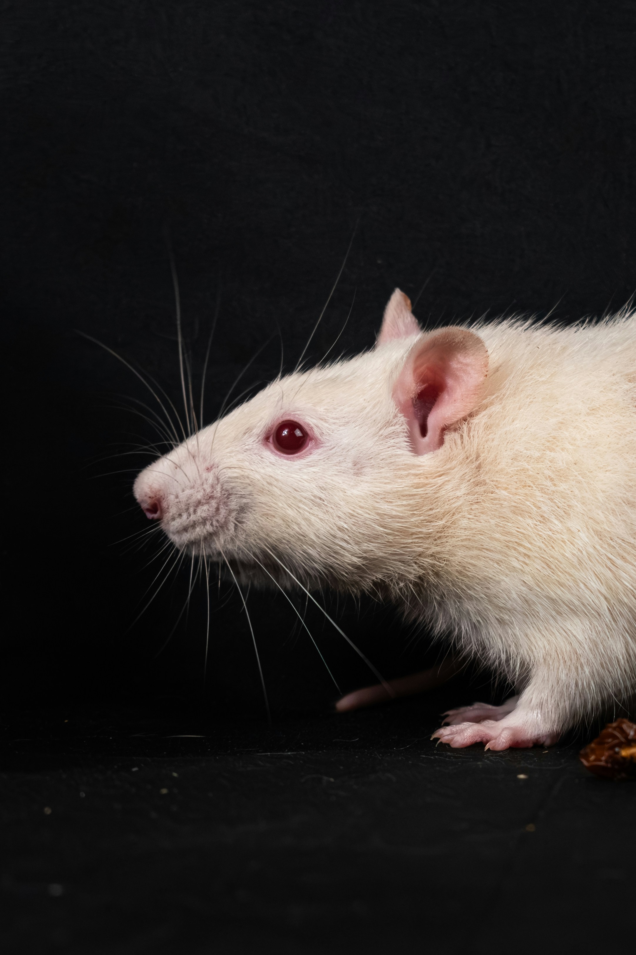 1500+ Rat Pictures | Download Free Images on Unsplash