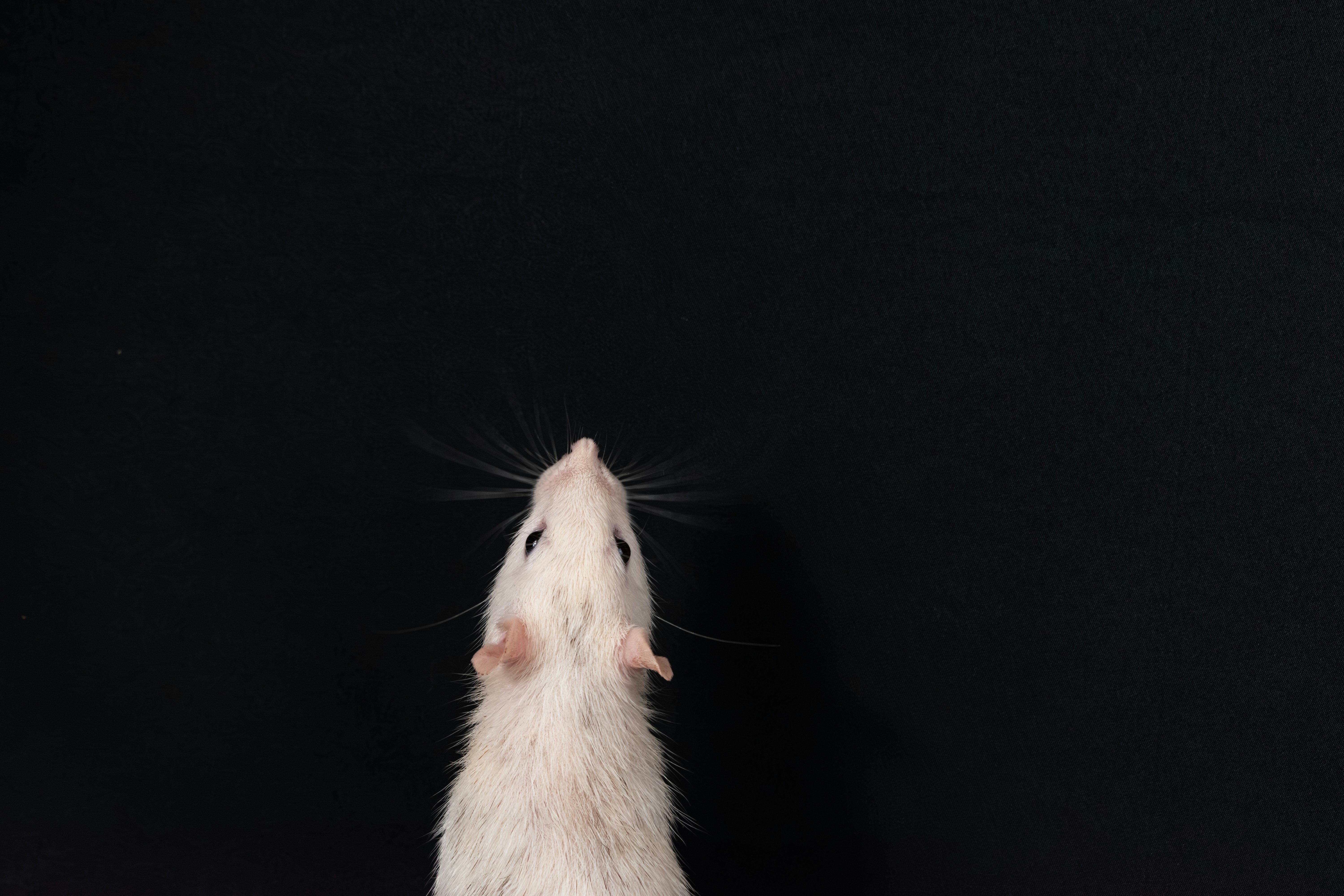 Rat Dance Sped Up 1.4 Pictures | Download Free Images on Unsplash