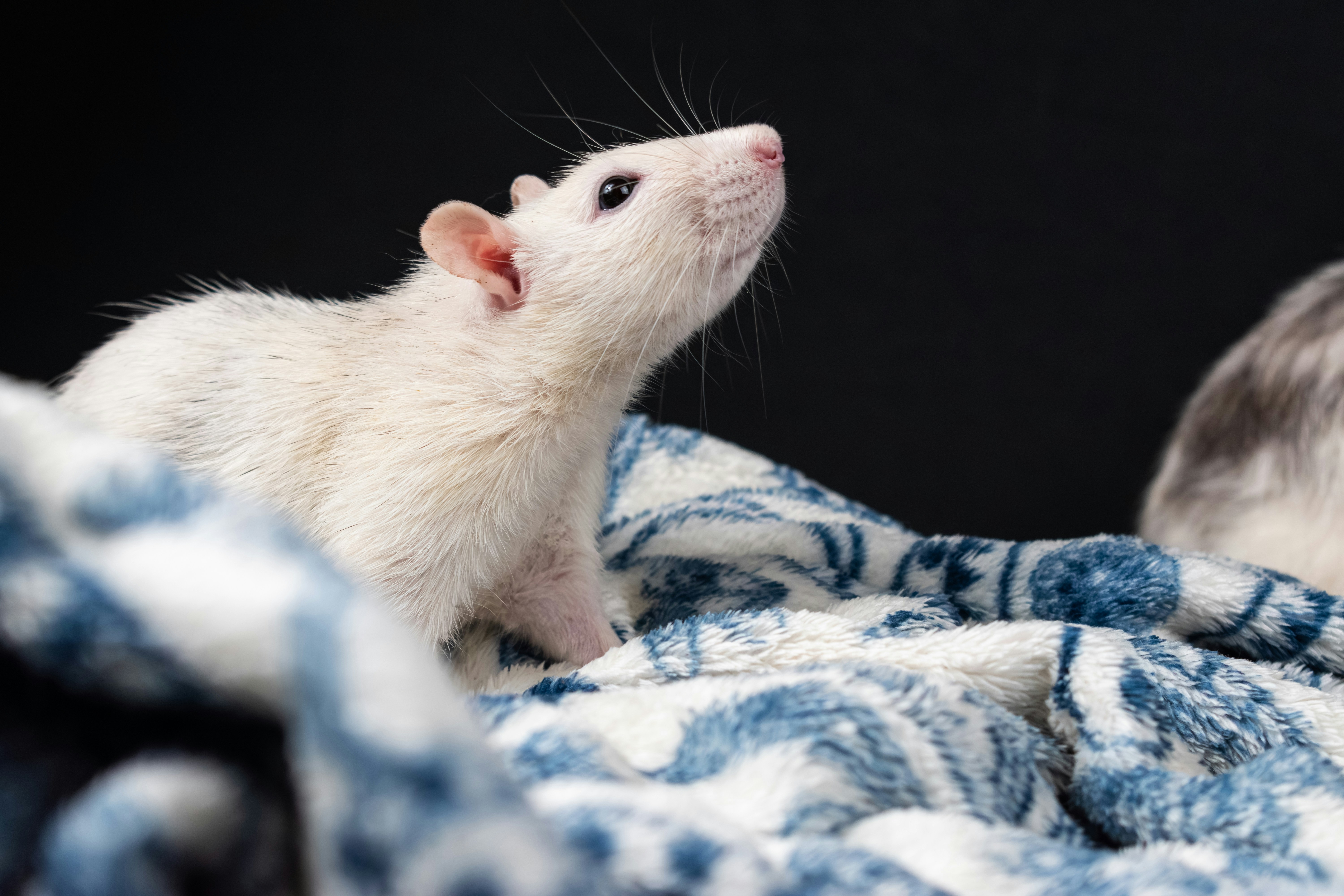 A white rat sitting on top of a blue and white blanket photo – Free ...
