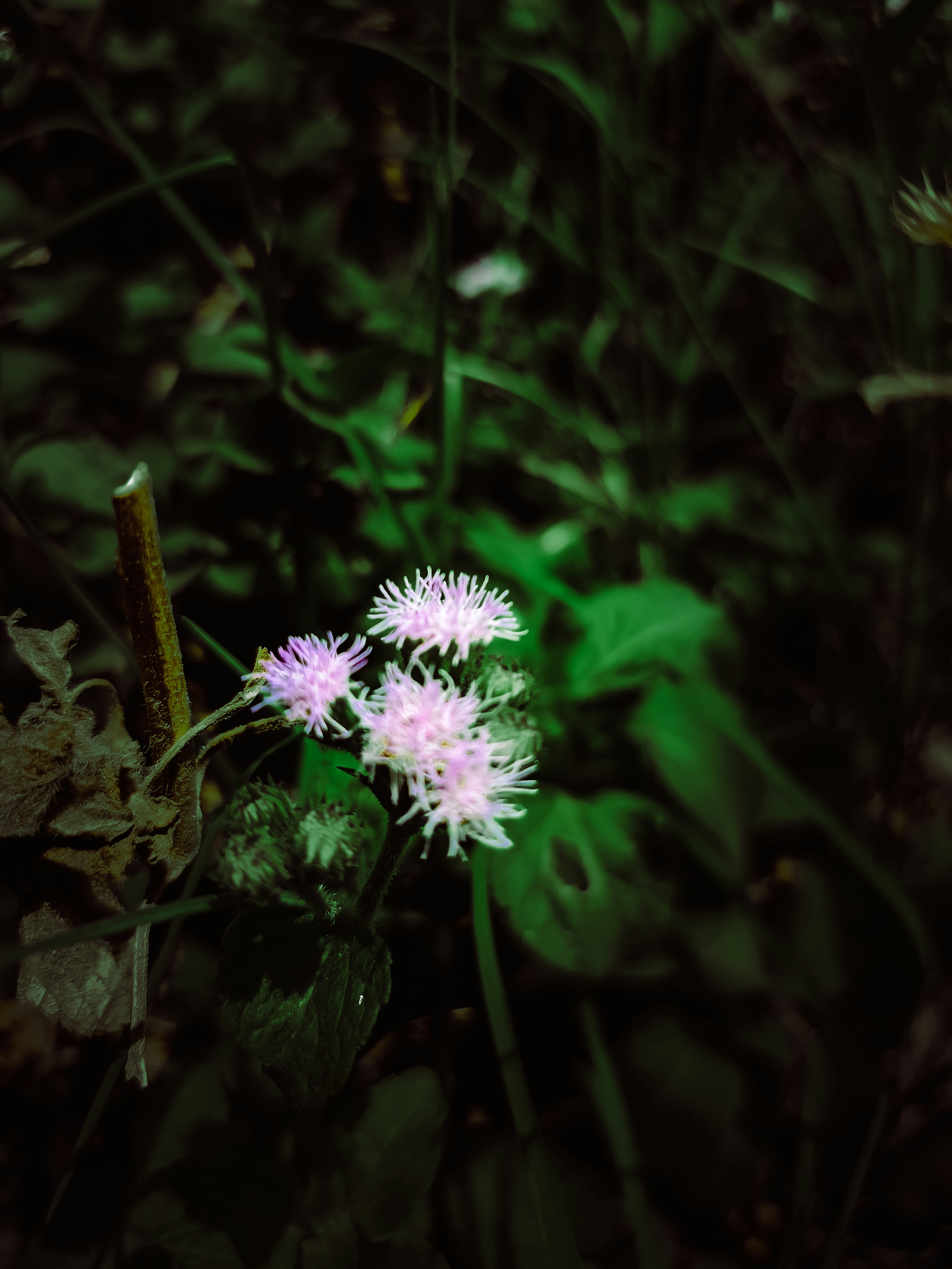 Flossflower Spotlight in a Shadowed Understory