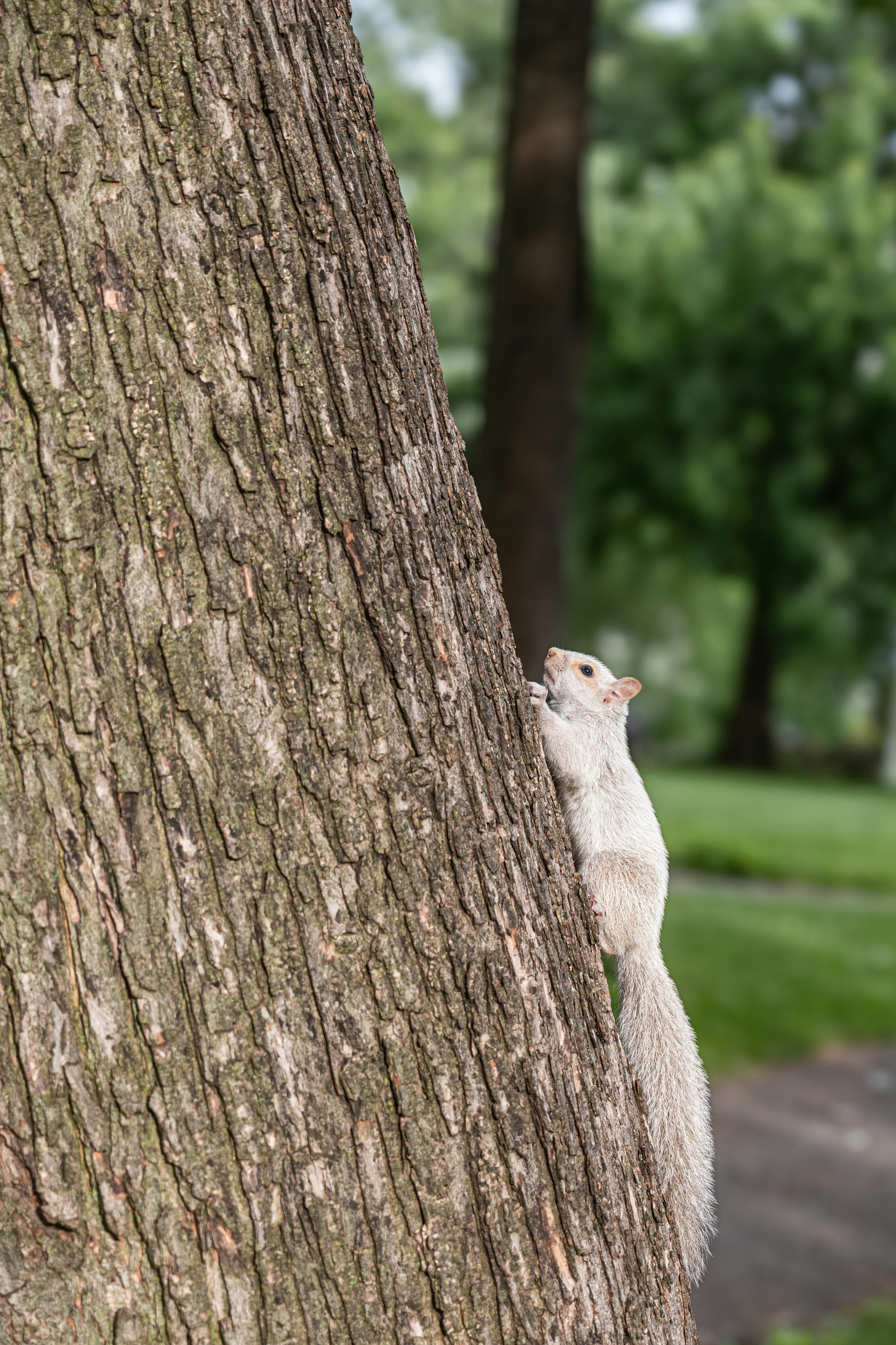 Cling to the Bark: White Squirrel in a Park's Quiet Moment