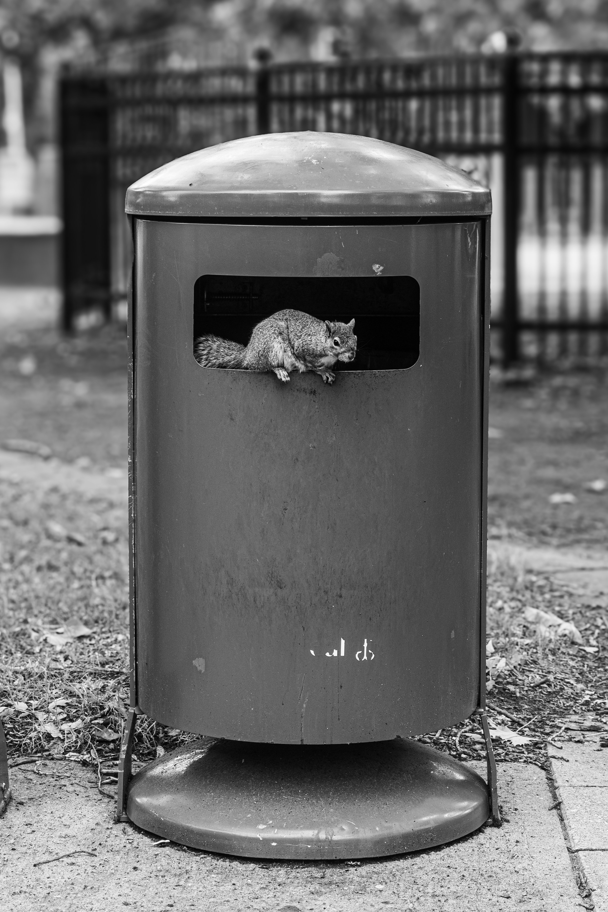 a black and white photo of a cat in a trash can