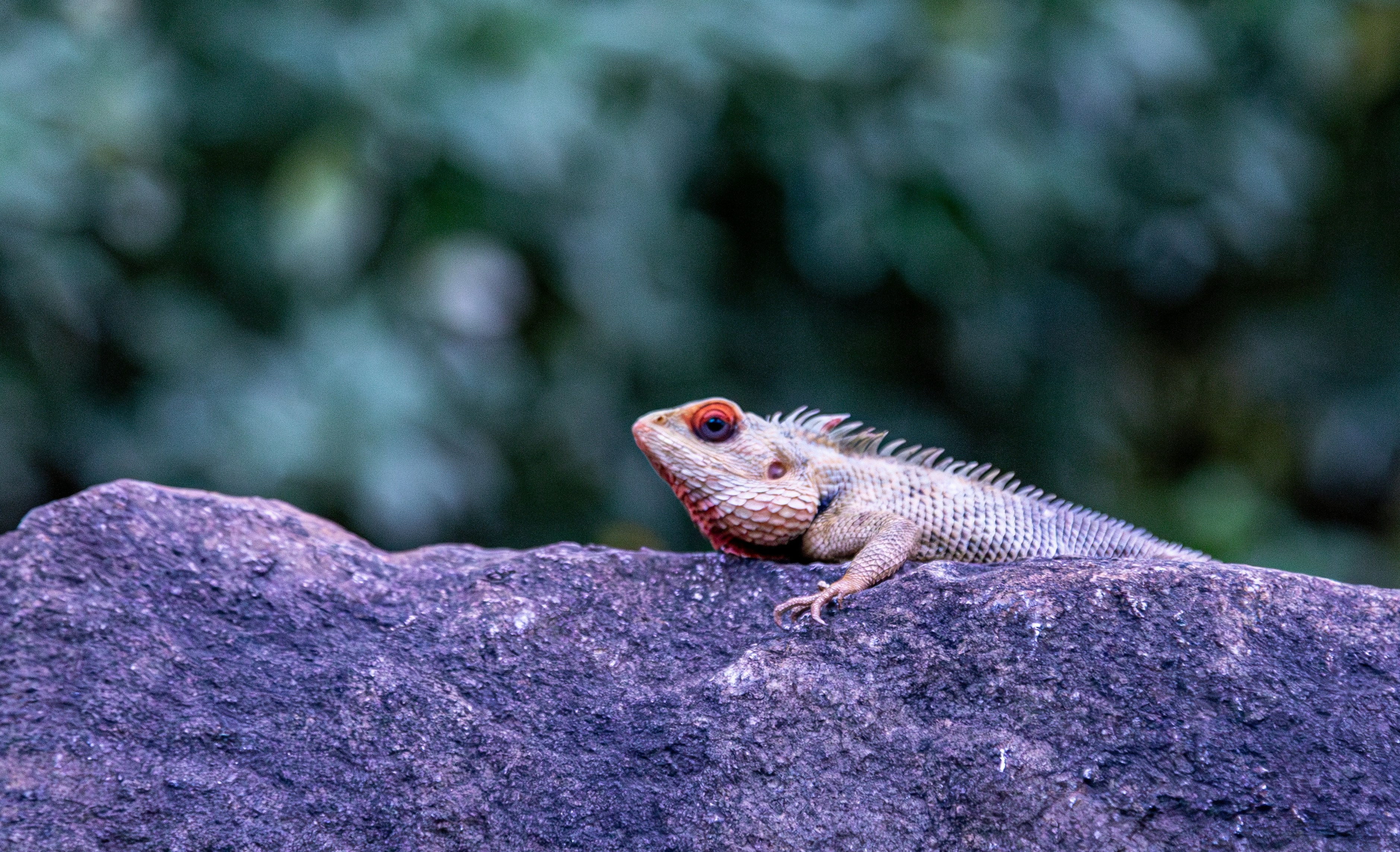 Granite Edge Portrait: Bearded Dragon in a Quiet Green Backdrop