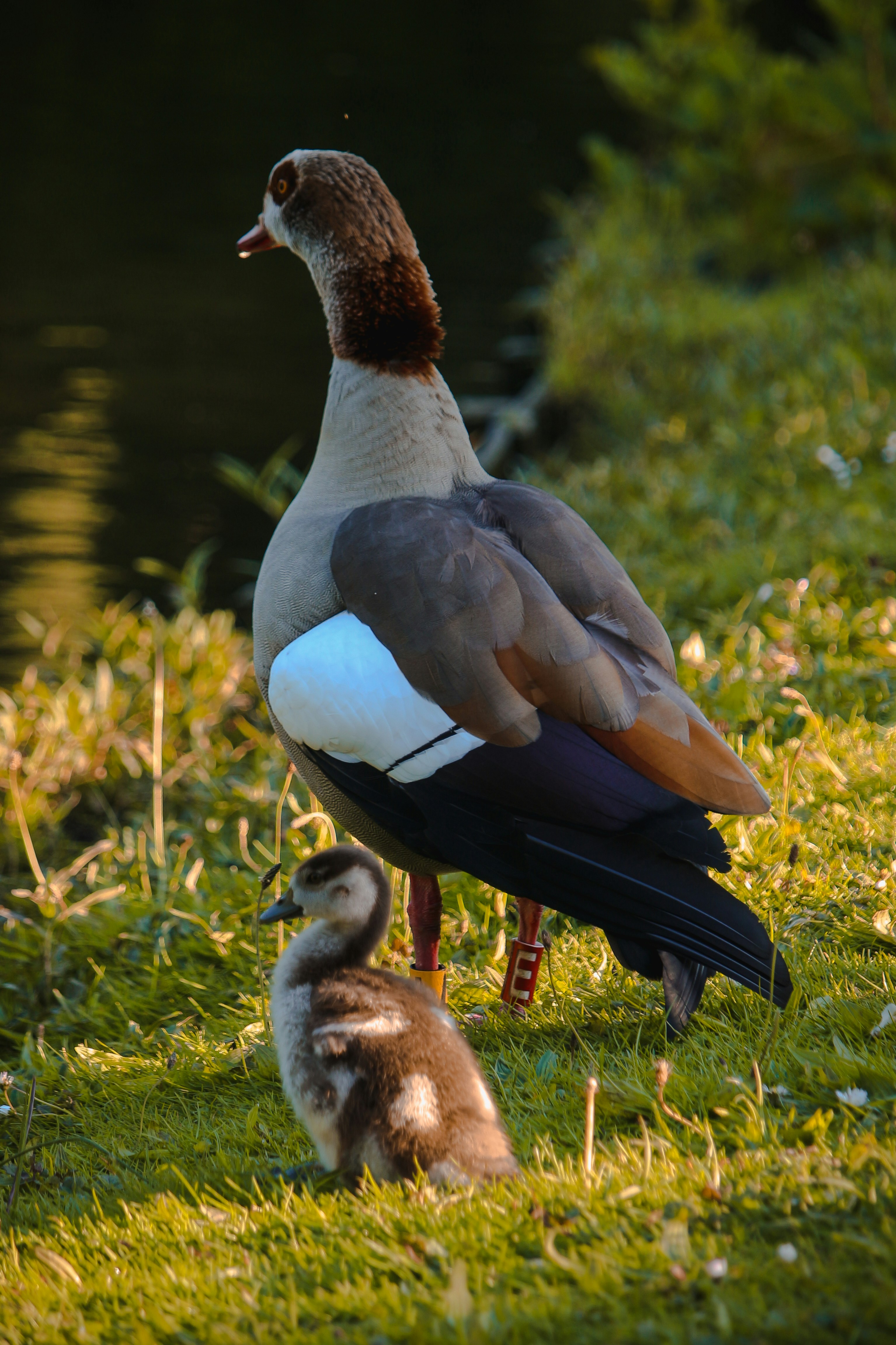 Amber Dawn Over the Grass: A Mother Goose and Her Gosling