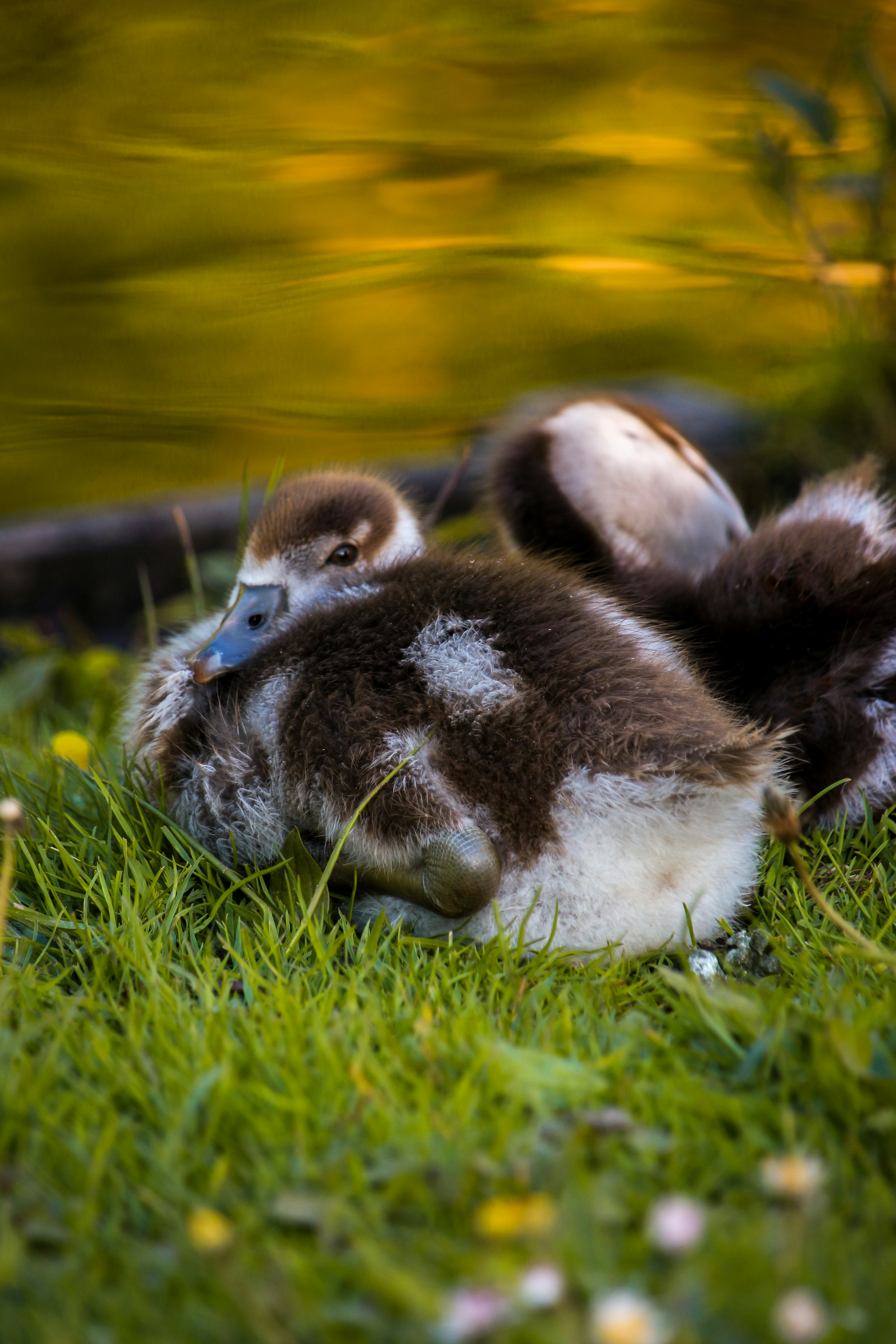 Amber Quiet by the Pond: Two Downy Goslings Rest in Sunlit Grass