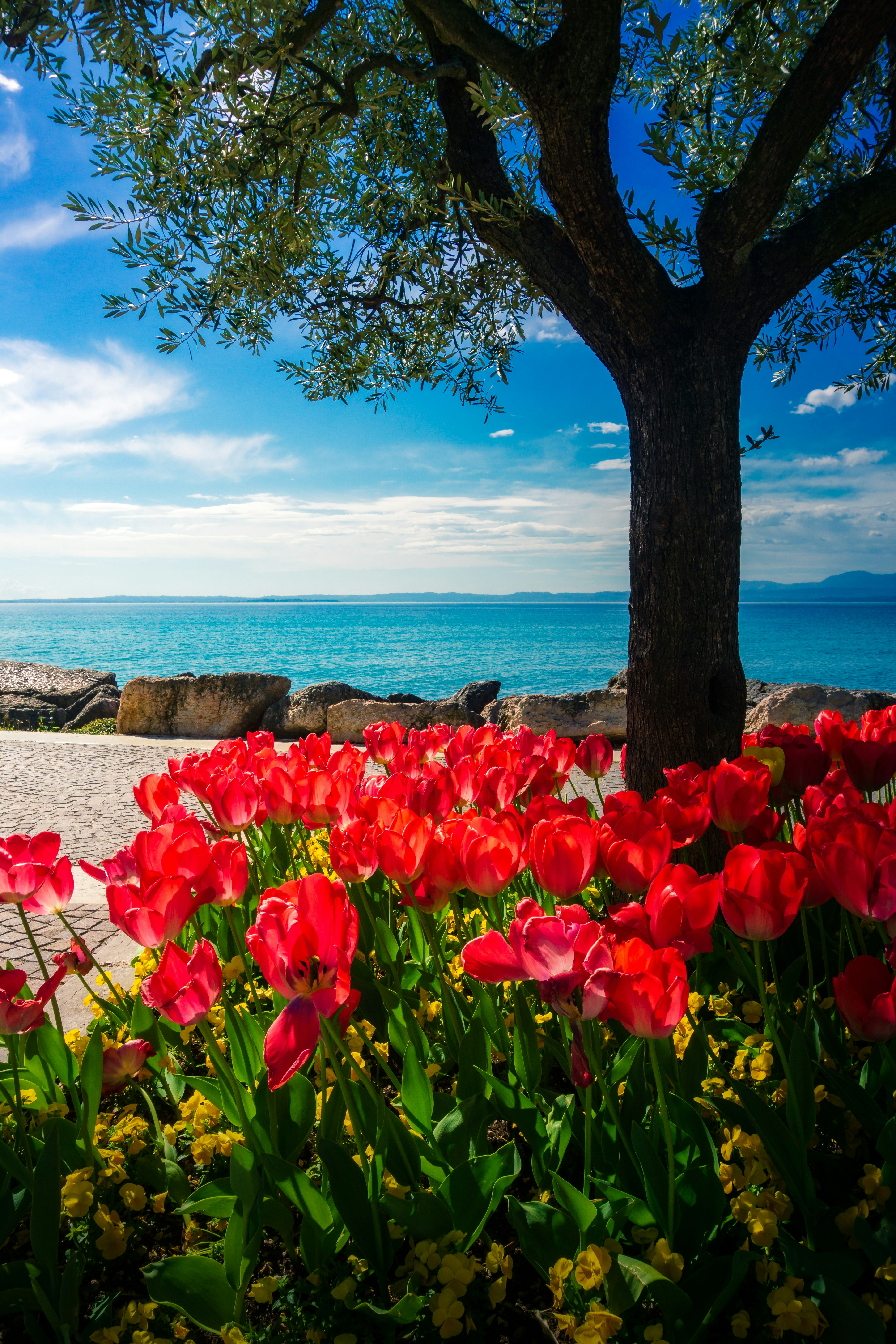 Red Tulips by the Sea under a Shaded Tree