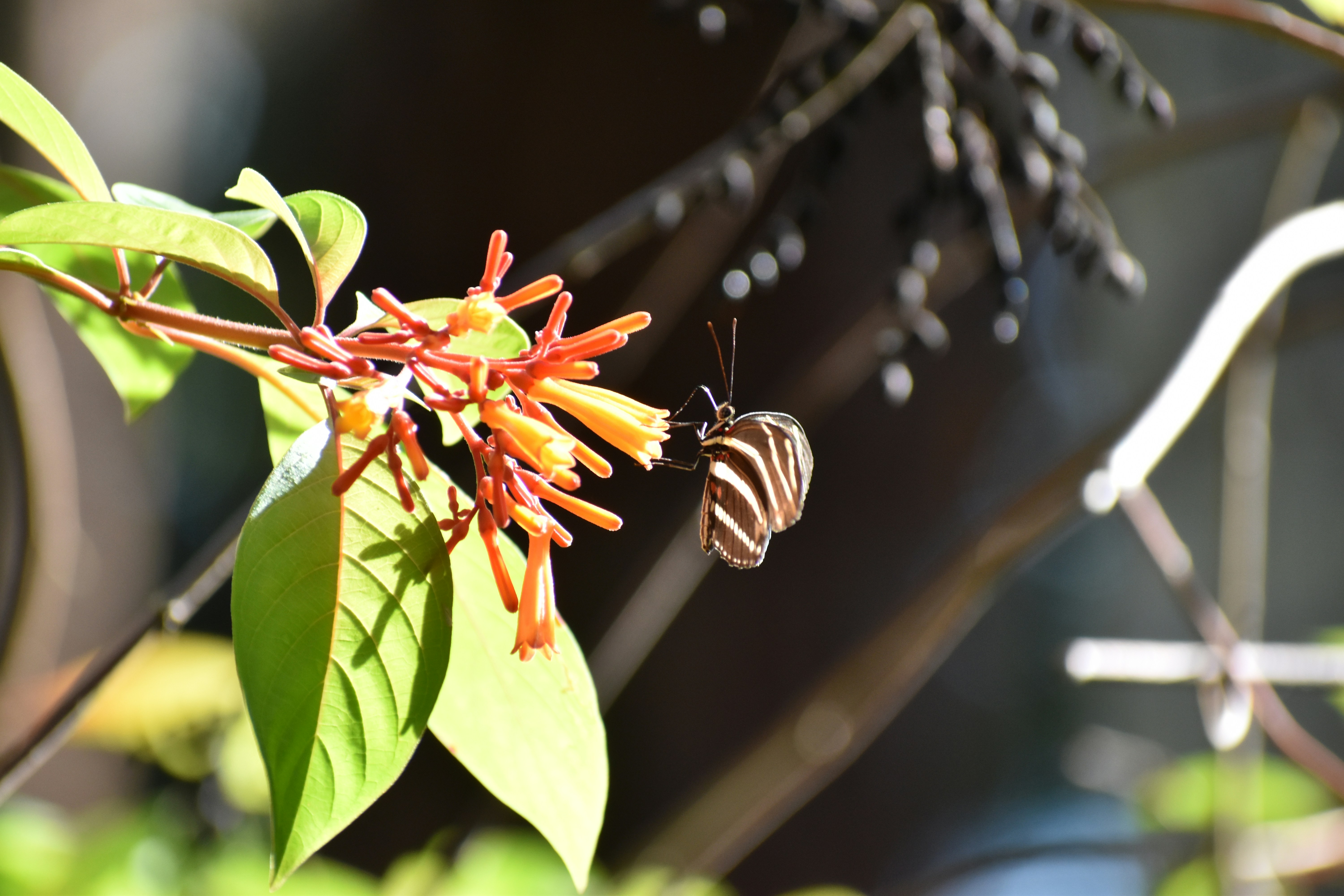 Edge of the Bloom: a striped butterfly pauses on a sunlit orange blossom