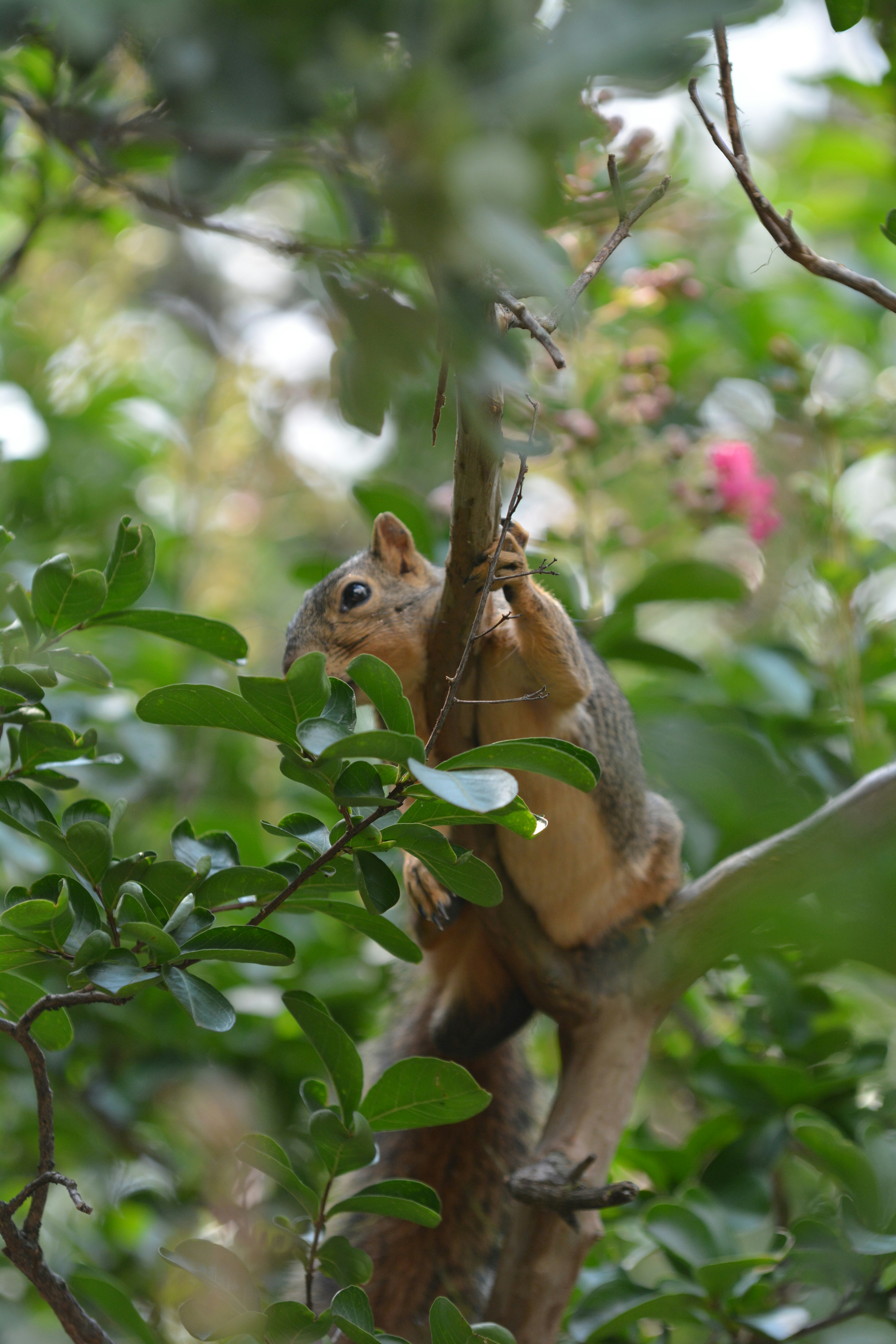 Acrobat in the Green: a red squirrel clings to a garden twig