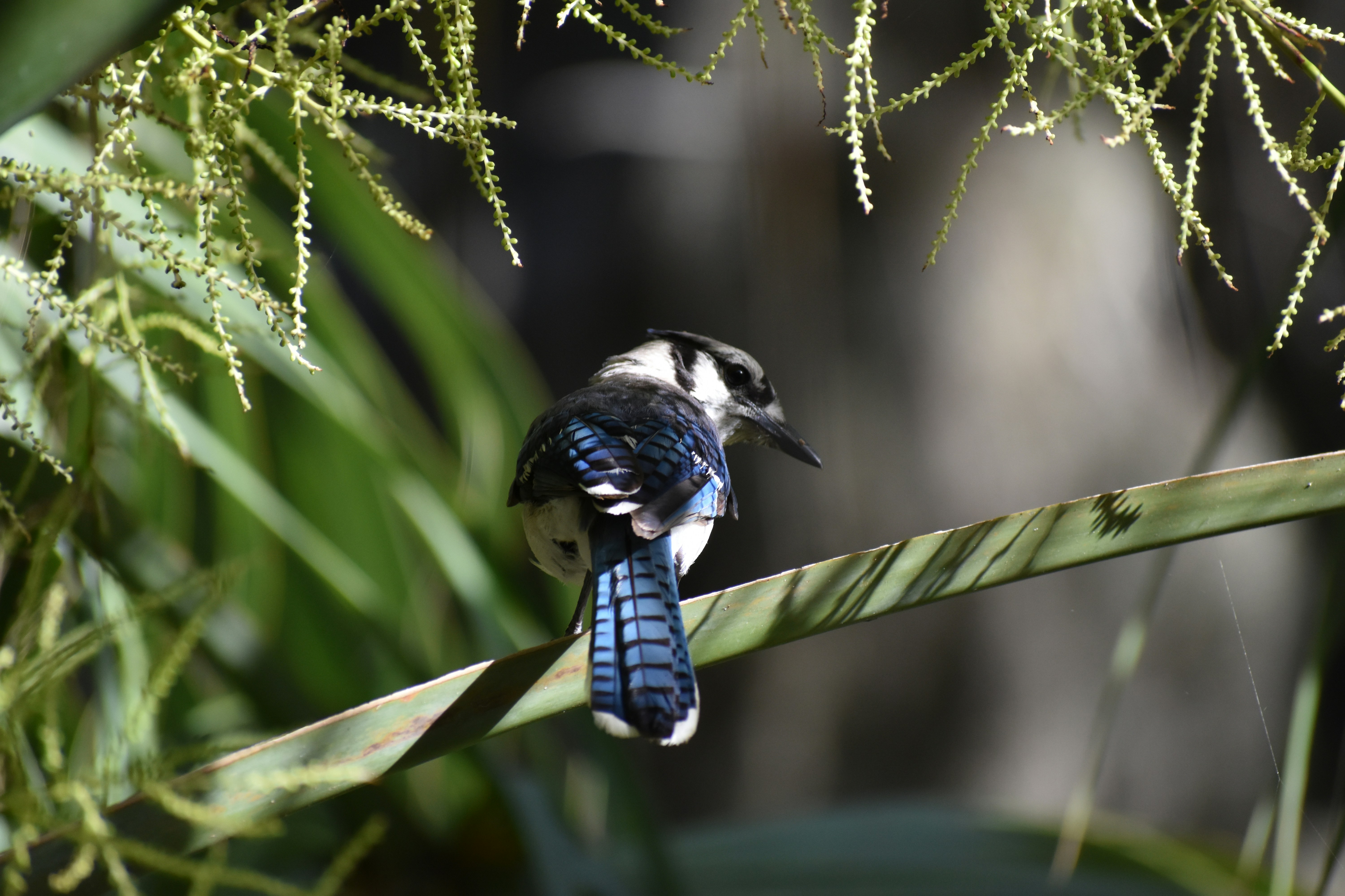 A blue jay perched up on a palm tree branch. | a blue and white bird perched on a leaf