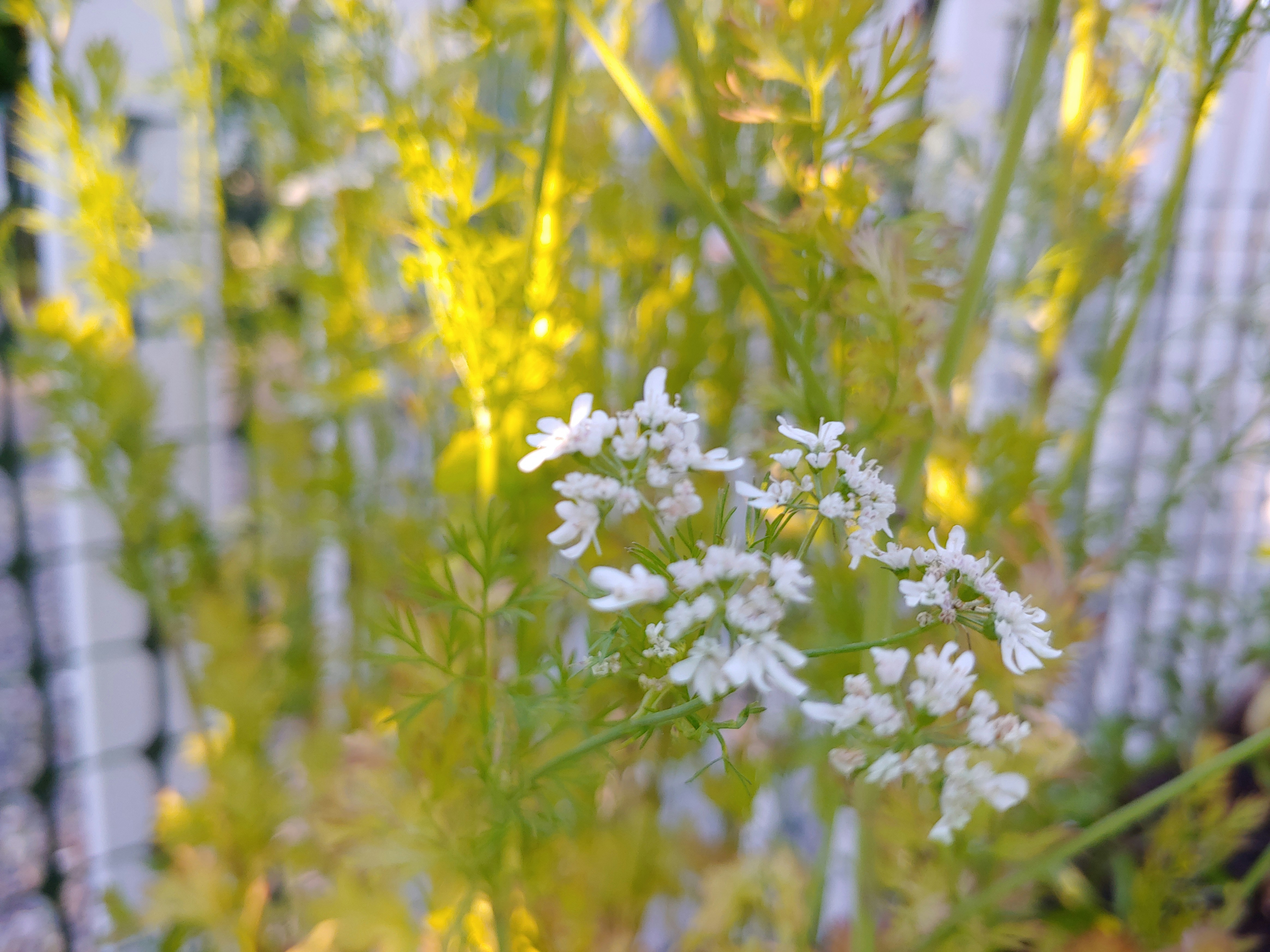 Flowering cilantro. | a close up of a plant with white flowers
