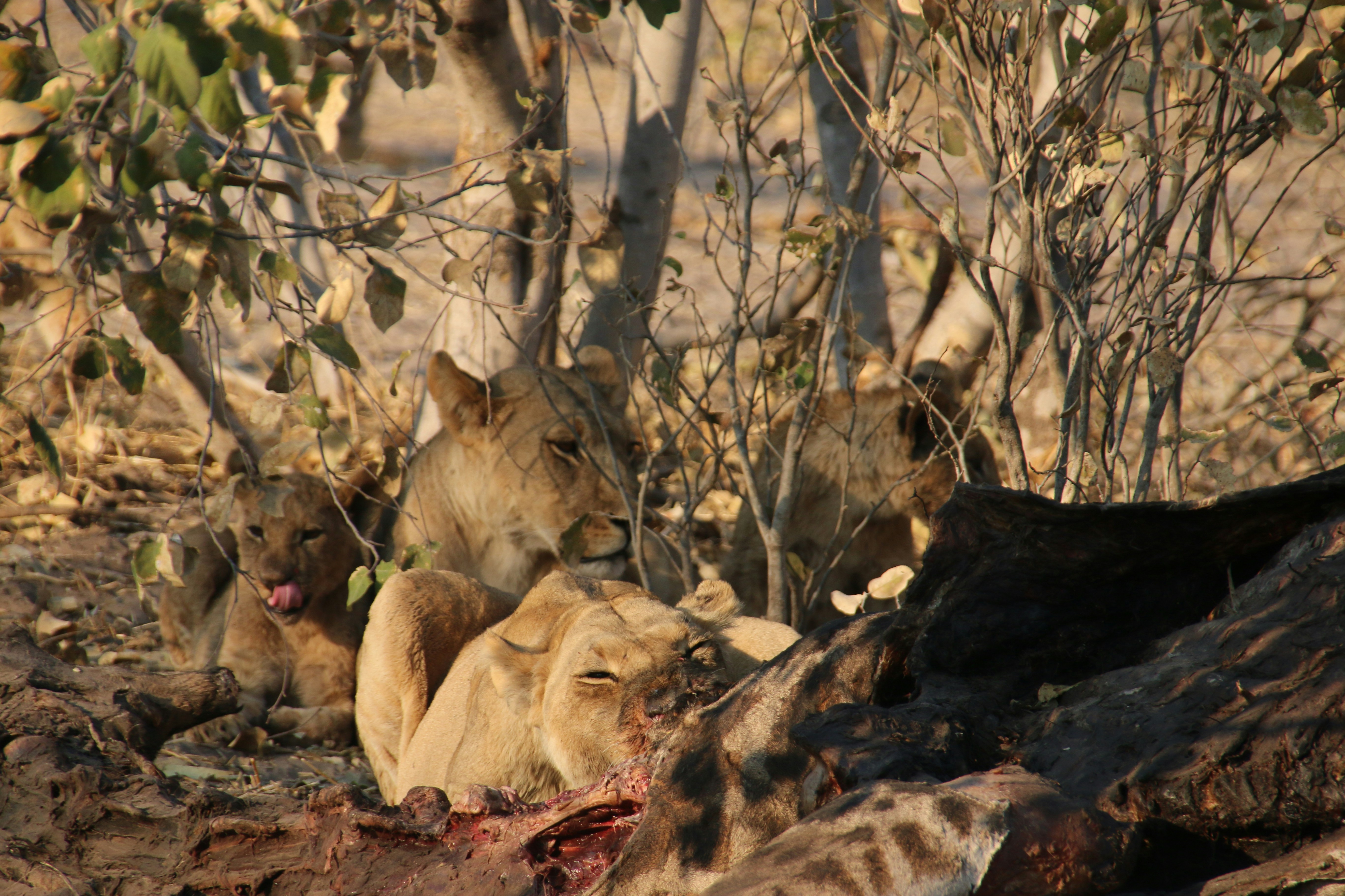 A group of lions eating a carcass in the wild photo – Free Lion Image ...