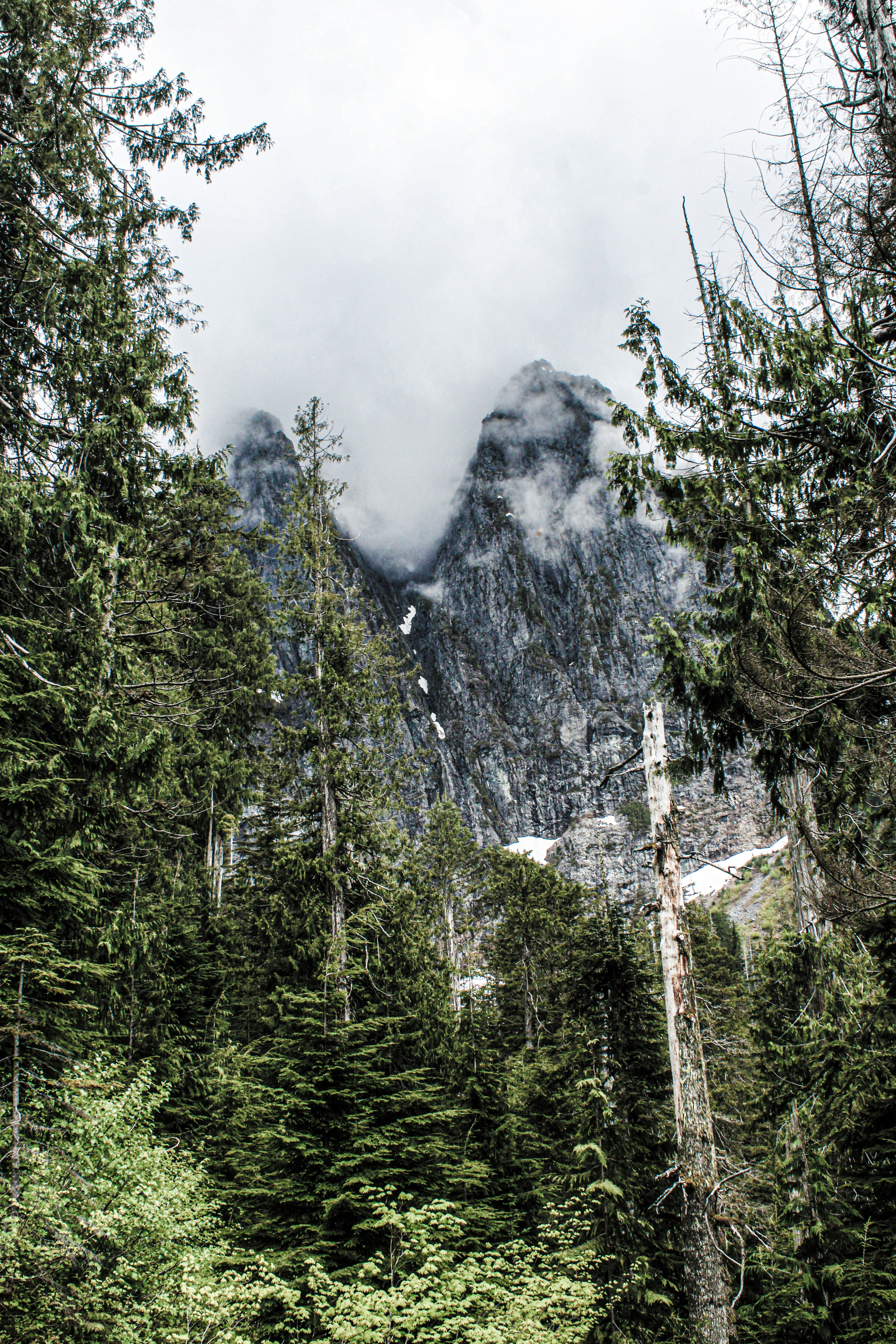 Une forêt remplie de beaucoup d’arbres verts photo – Image gratuite de ...