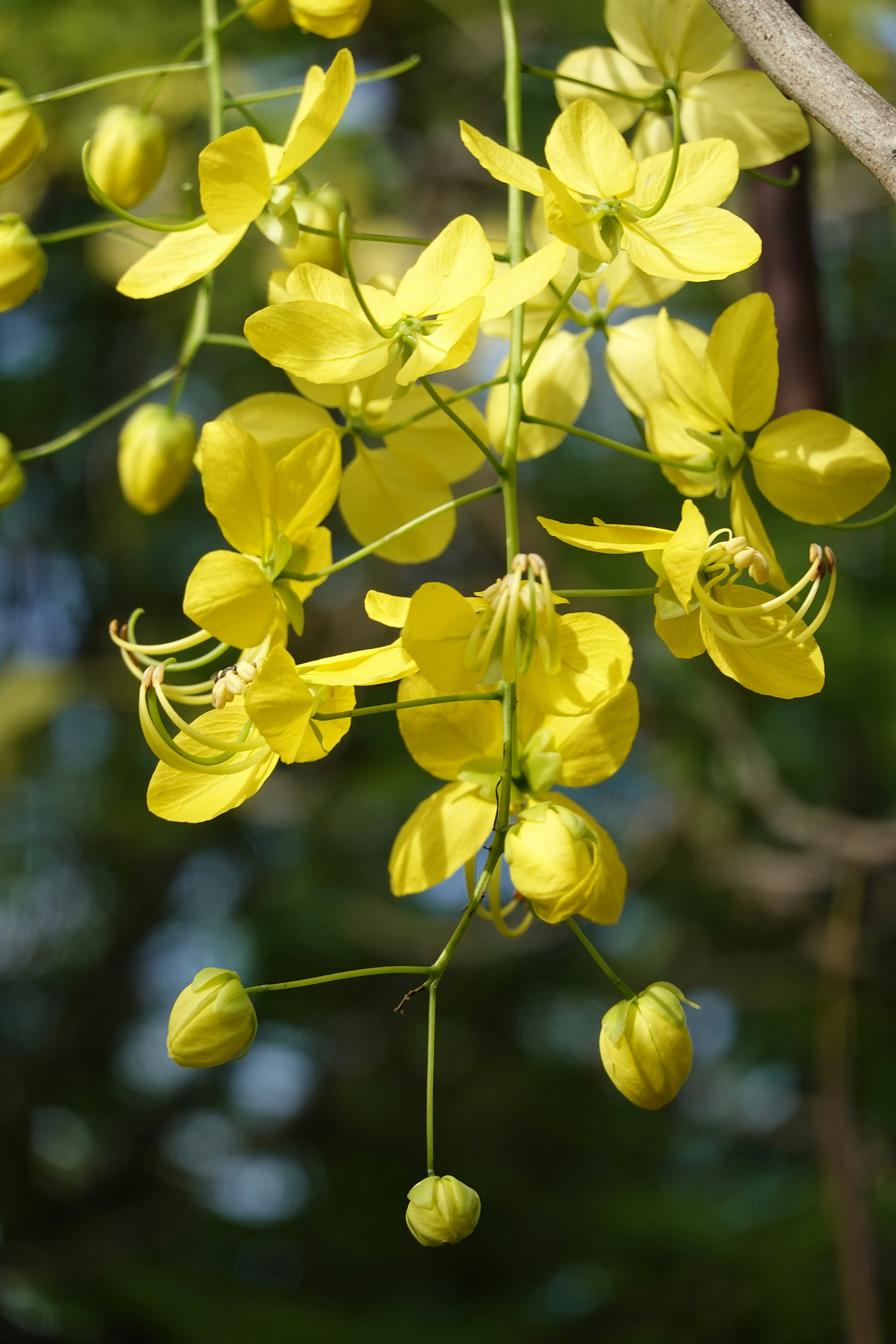 Golden Cascade: Yellow Flowers in Focus Against a Shaded Landscape