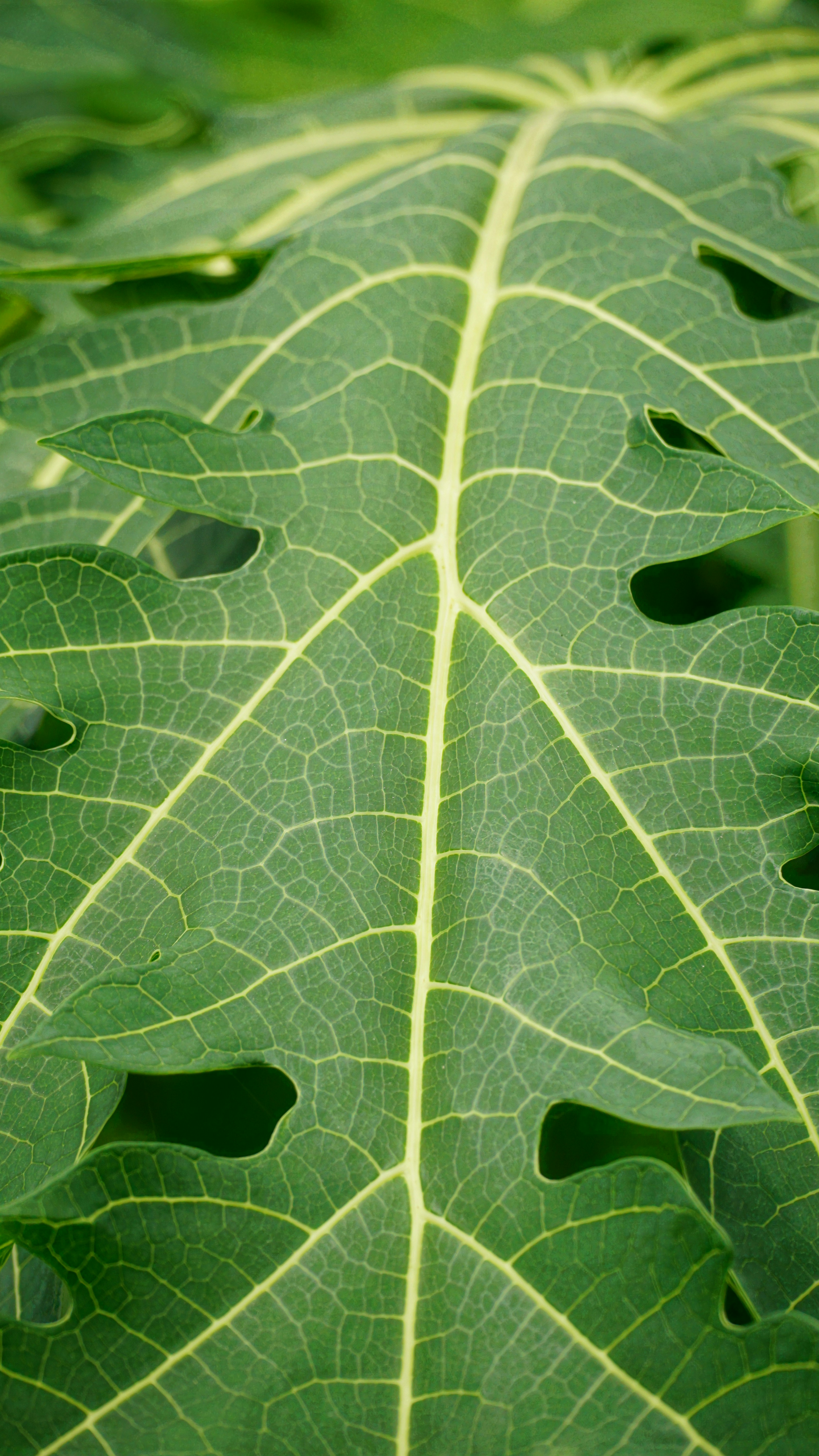 Veinwork in Green: A Close-Up Study of Leaf Venation