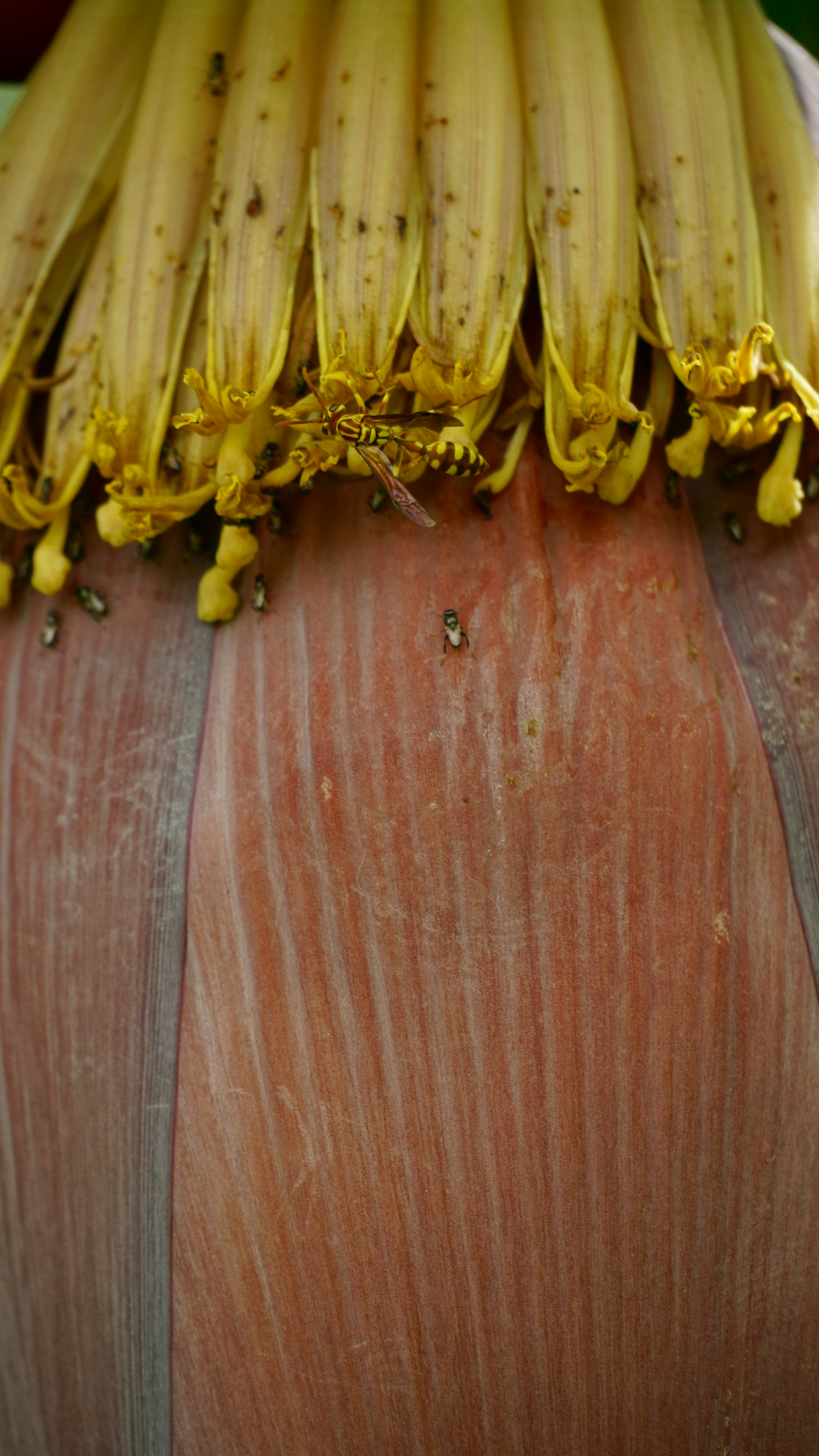 Tiny Wasp on Banana Bloom: A Moment of Tropical Detail
