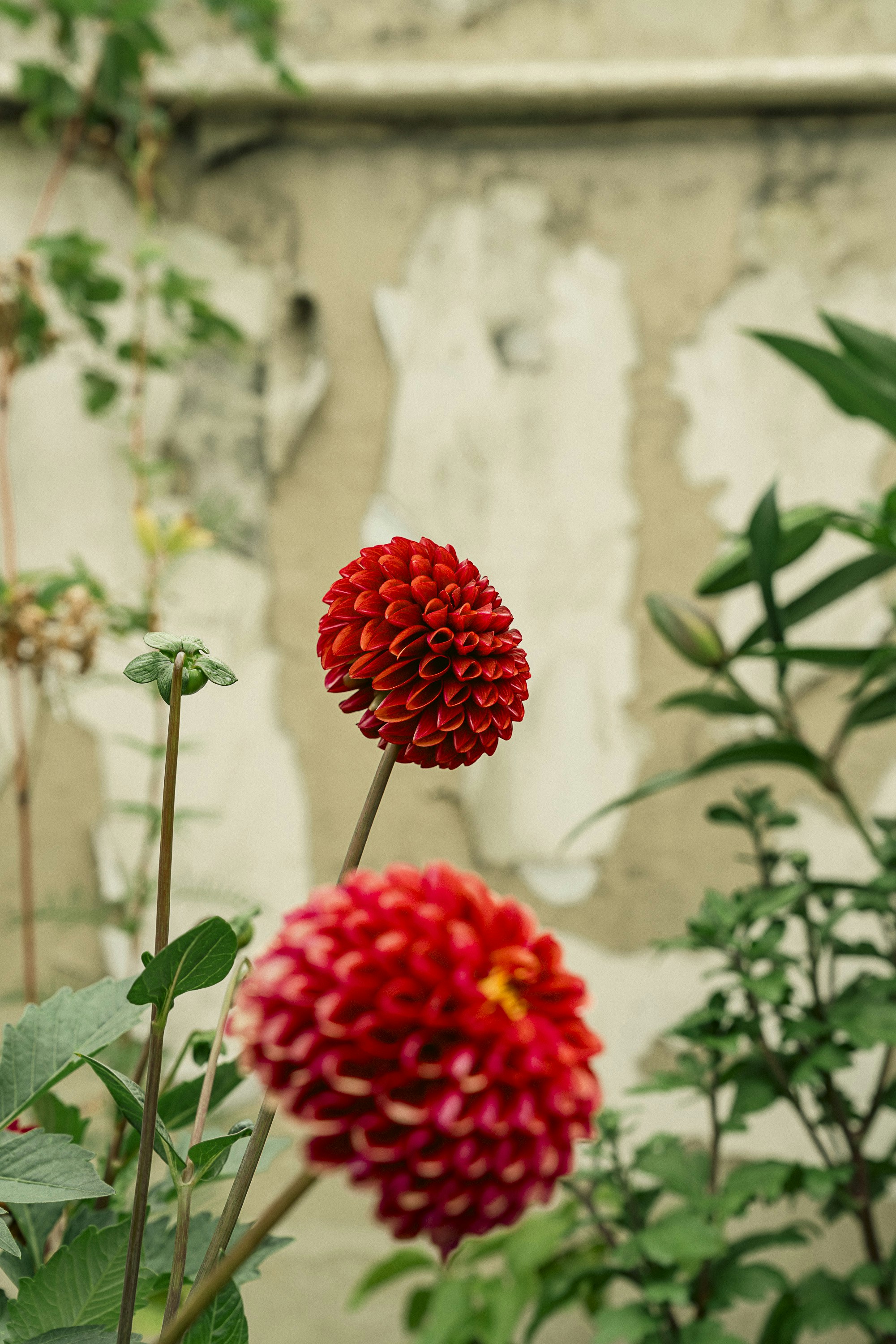 Red Dhalia Spotlight: A Pair of Coral Orbs Against a Weathered Wall