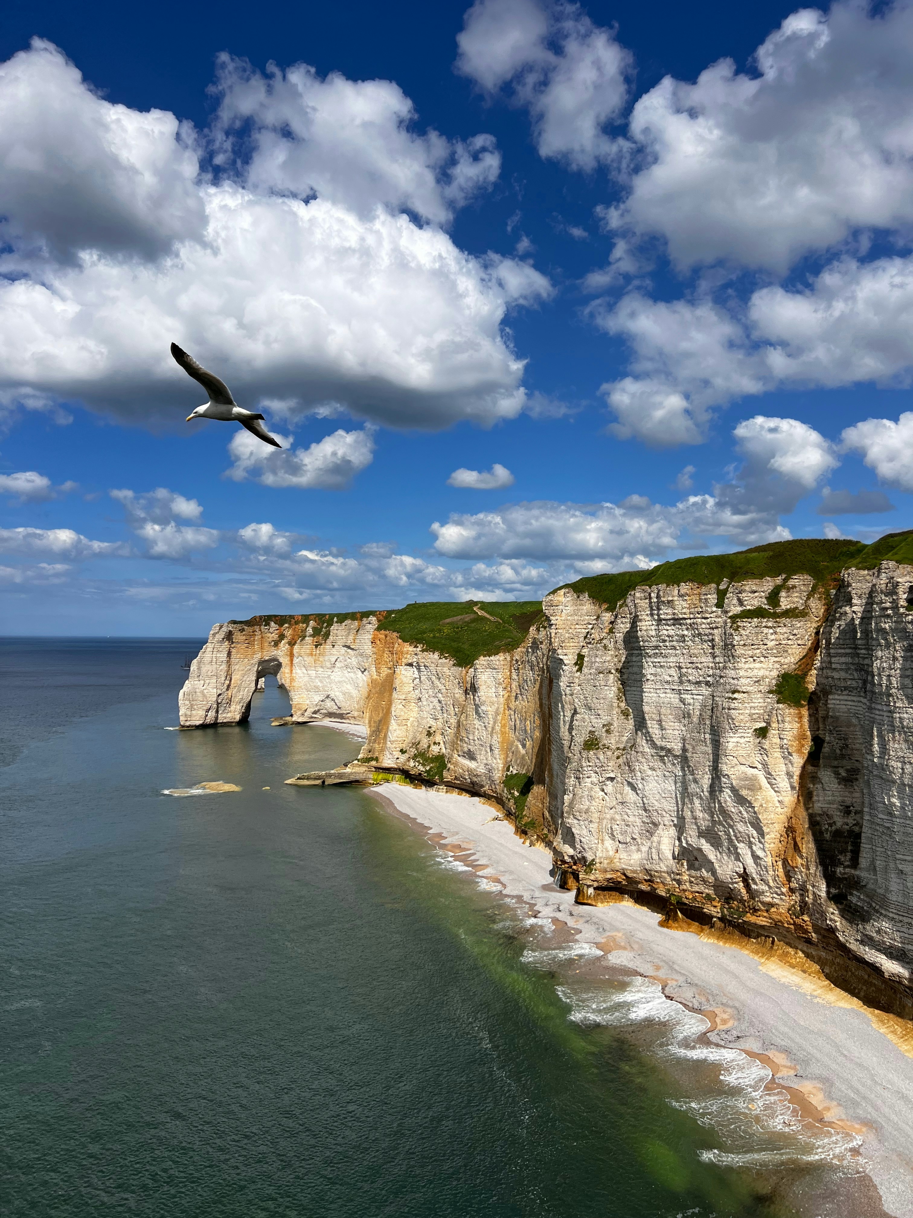 Seagull in Flight Over White Chalk Cliffs and Turquoise Sea