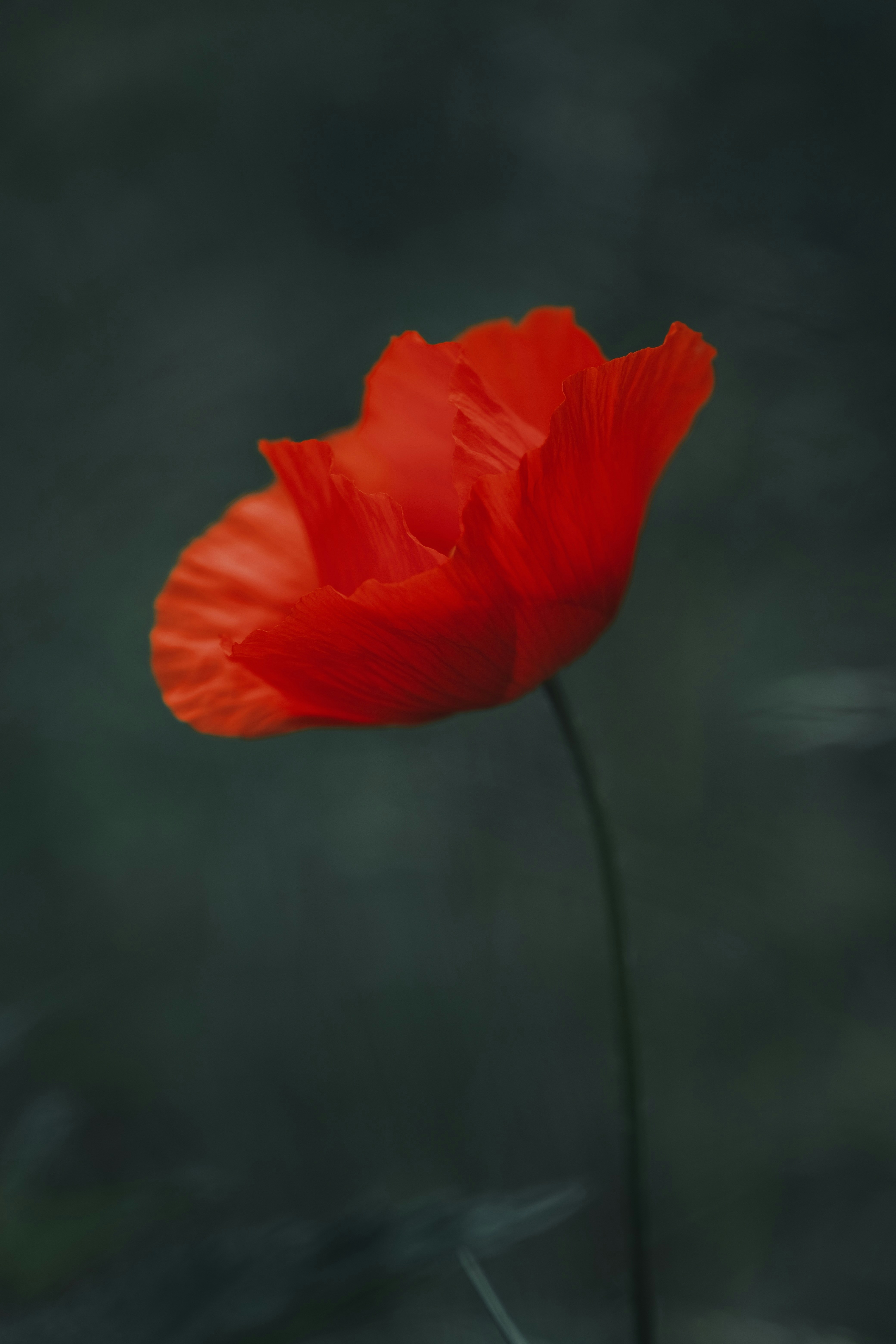 A single red flower in the middle of a field photo – Free Flower Image ...