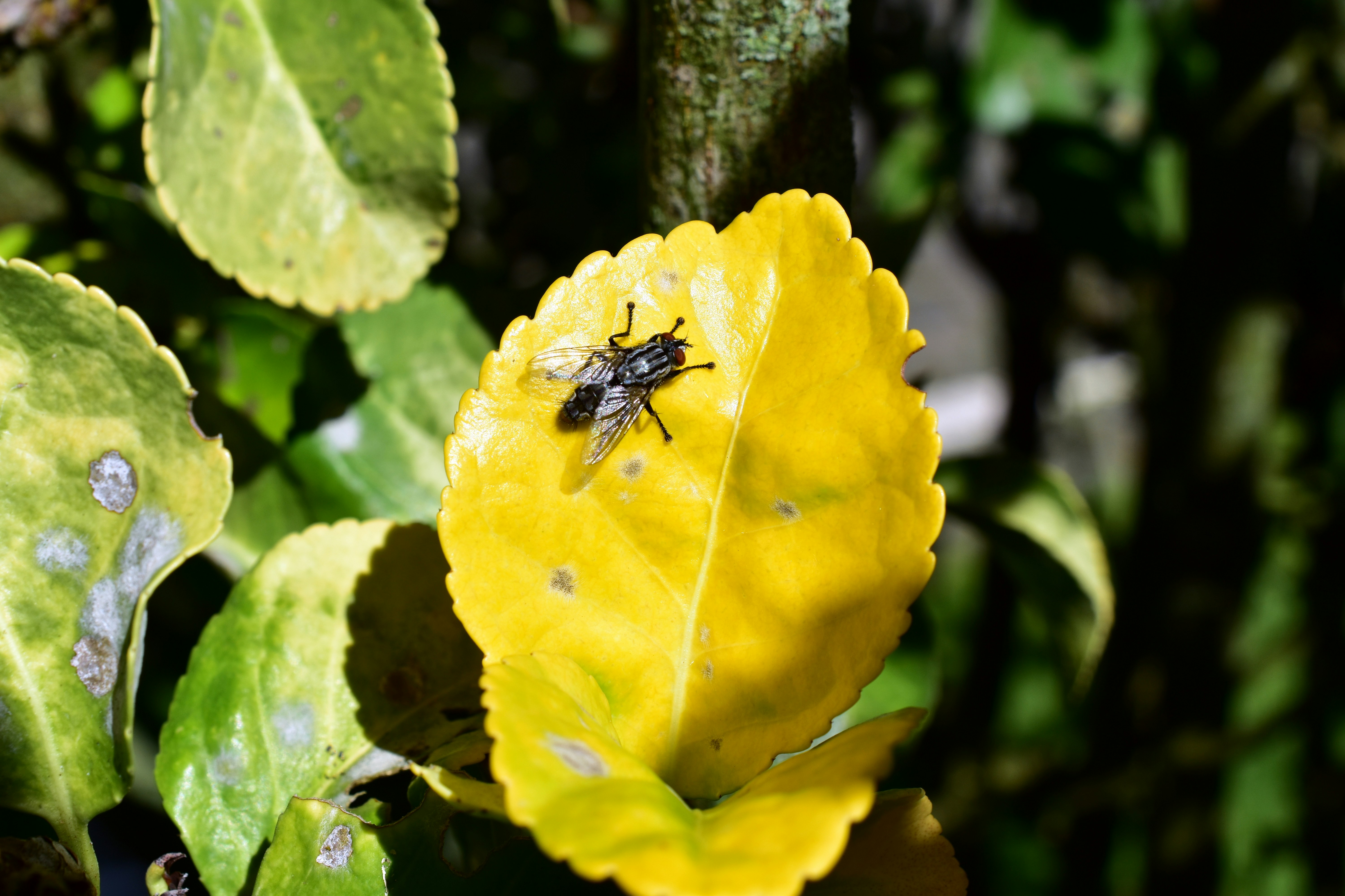 The fly rests on a yellow leaf (Entomology)