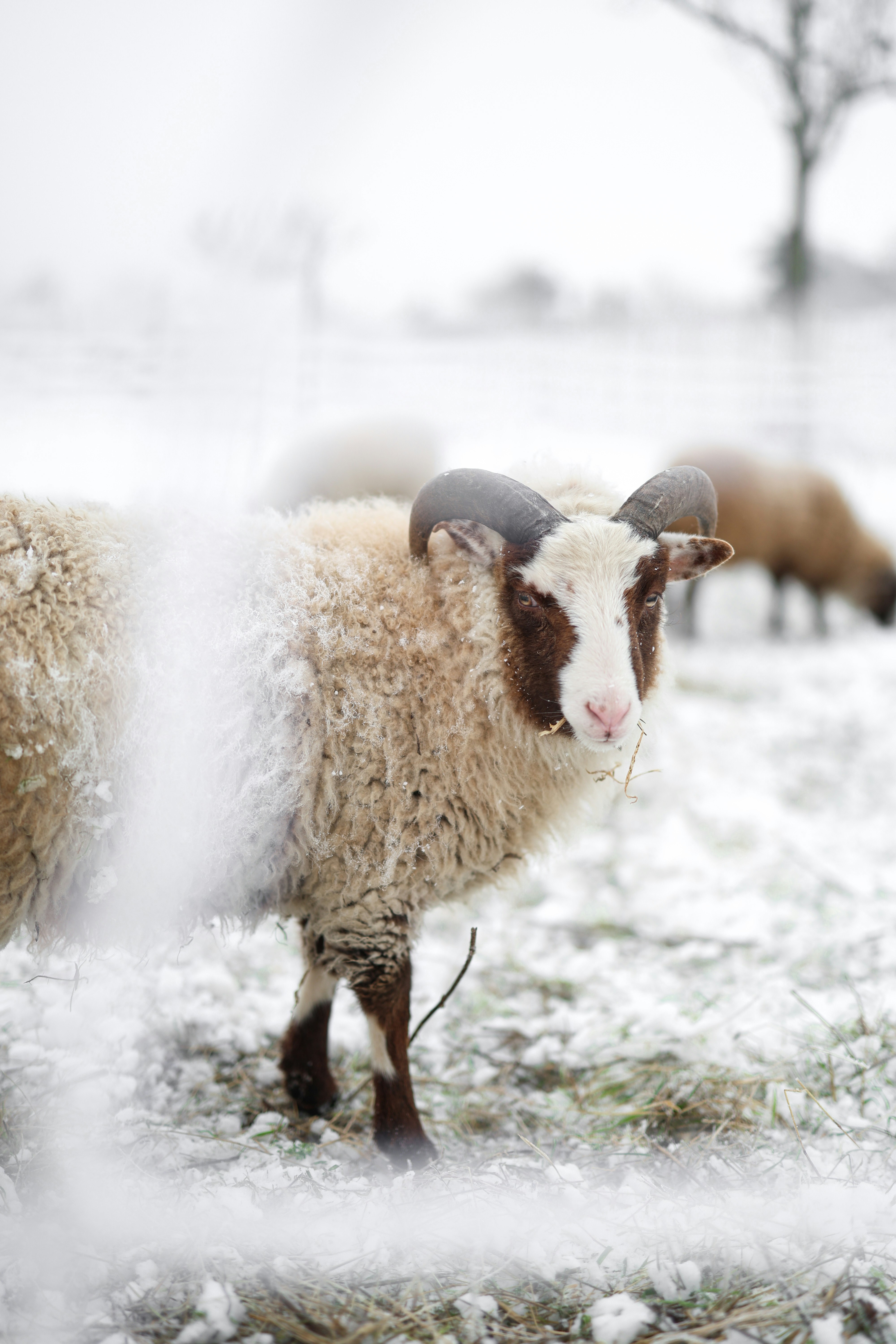 Through the Frosted Fence: A Ram's Quiet Winter Gaze