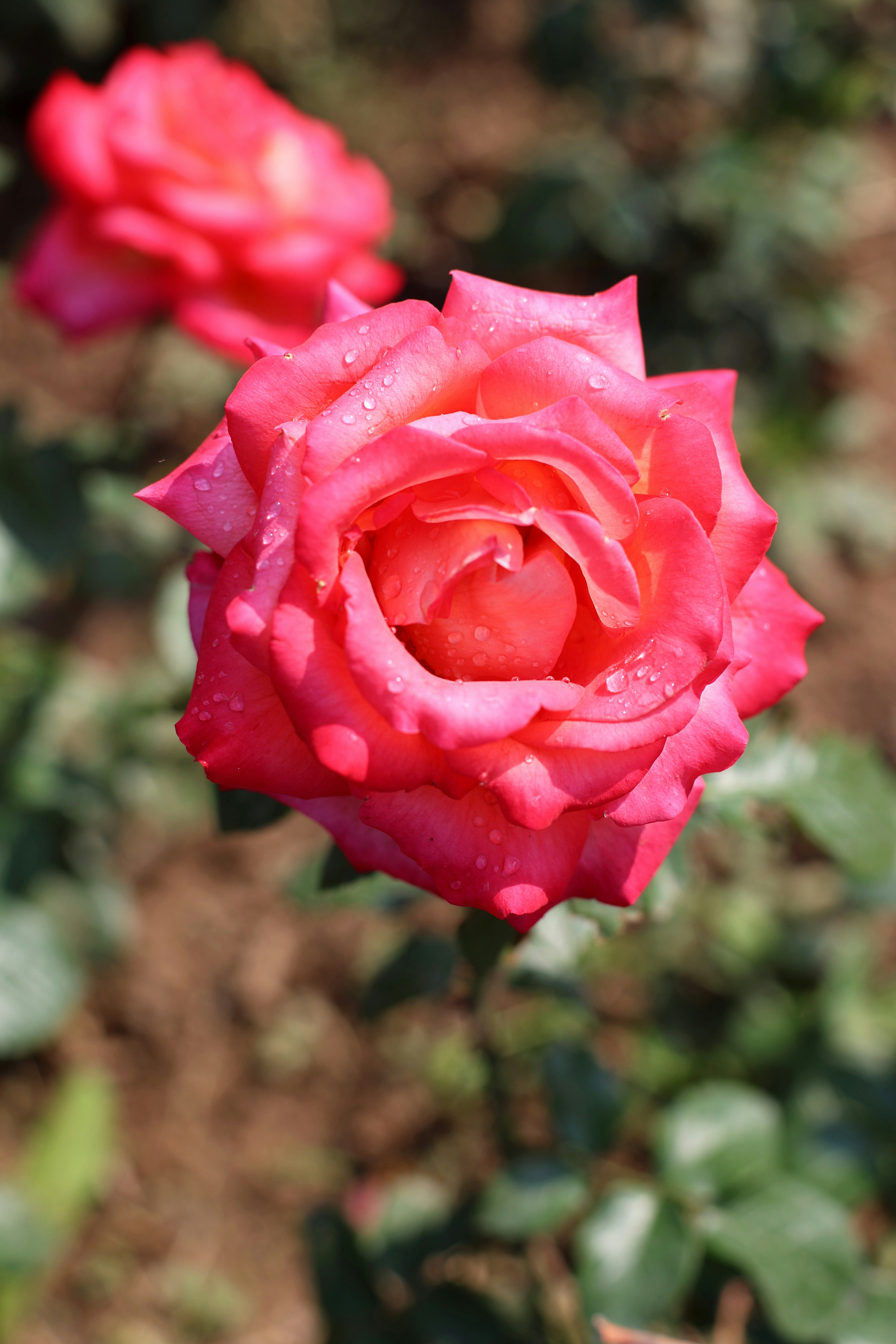 A close up of a pink rose with water droplets on it photo – Free Rose ...