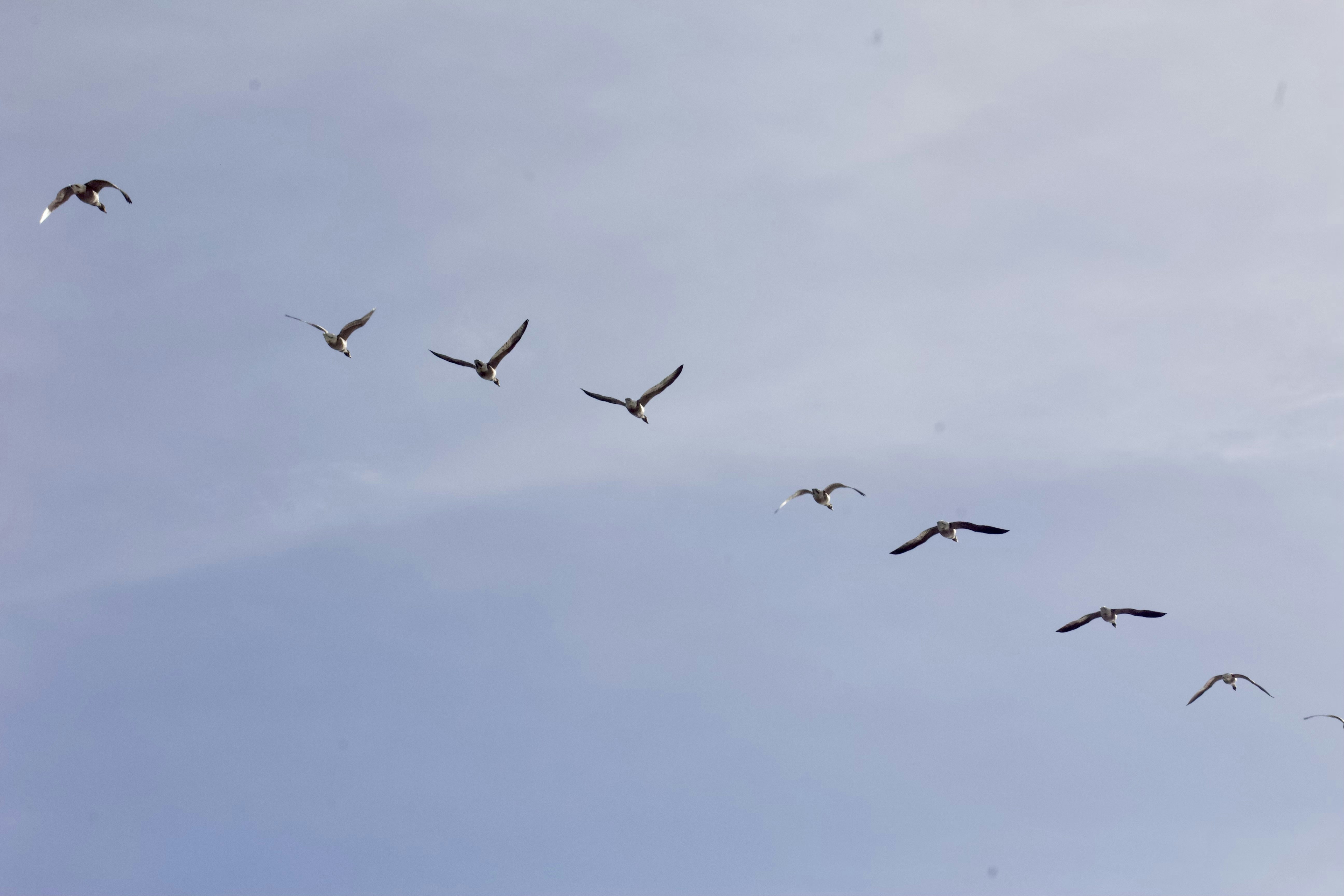 A flock of birds flying through a blue sky photo – Free Birds Image on ...