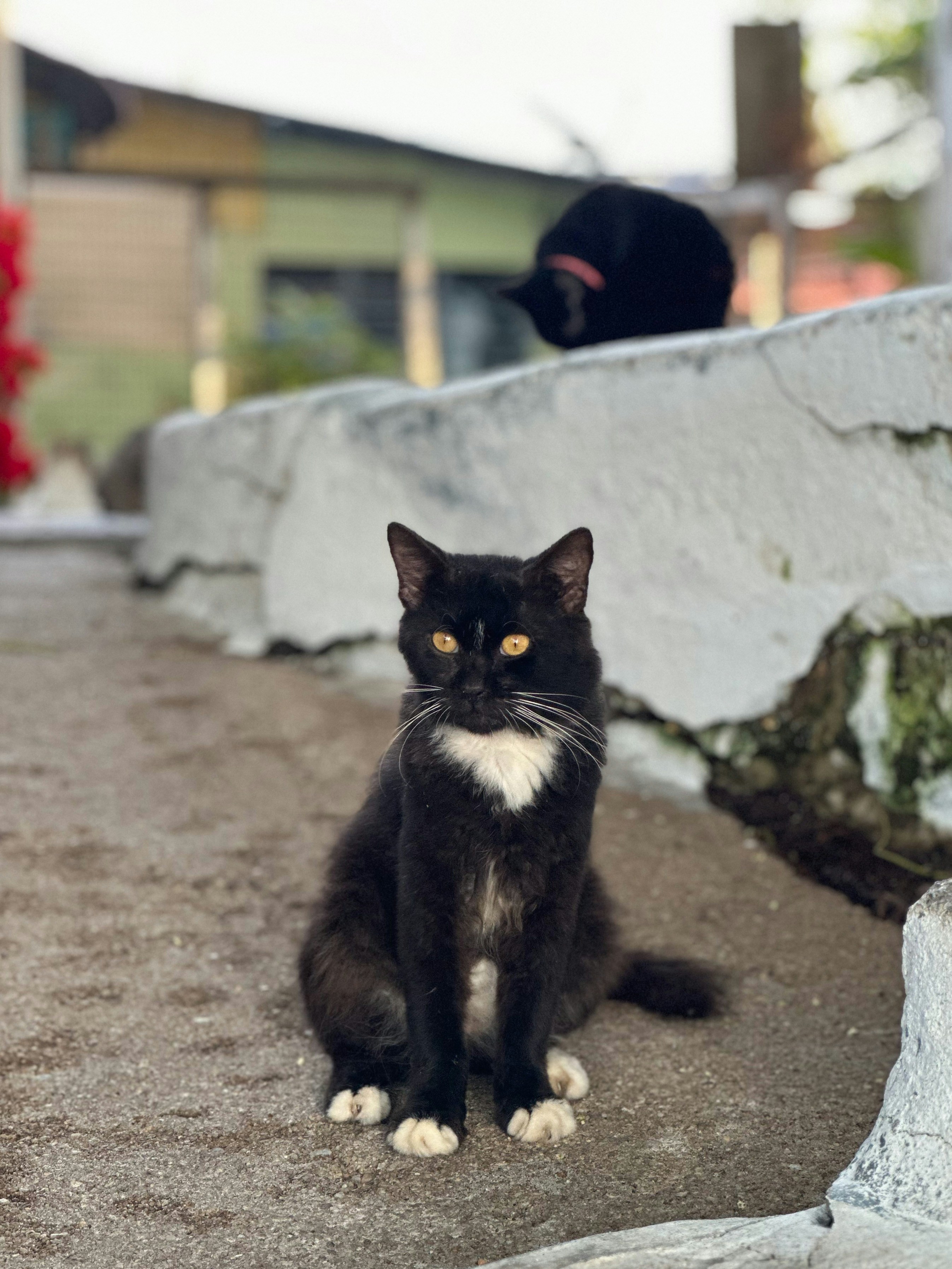Mid-Path Stare: A Black Cat with Gold Eyes in a Quiet Concrete Alley