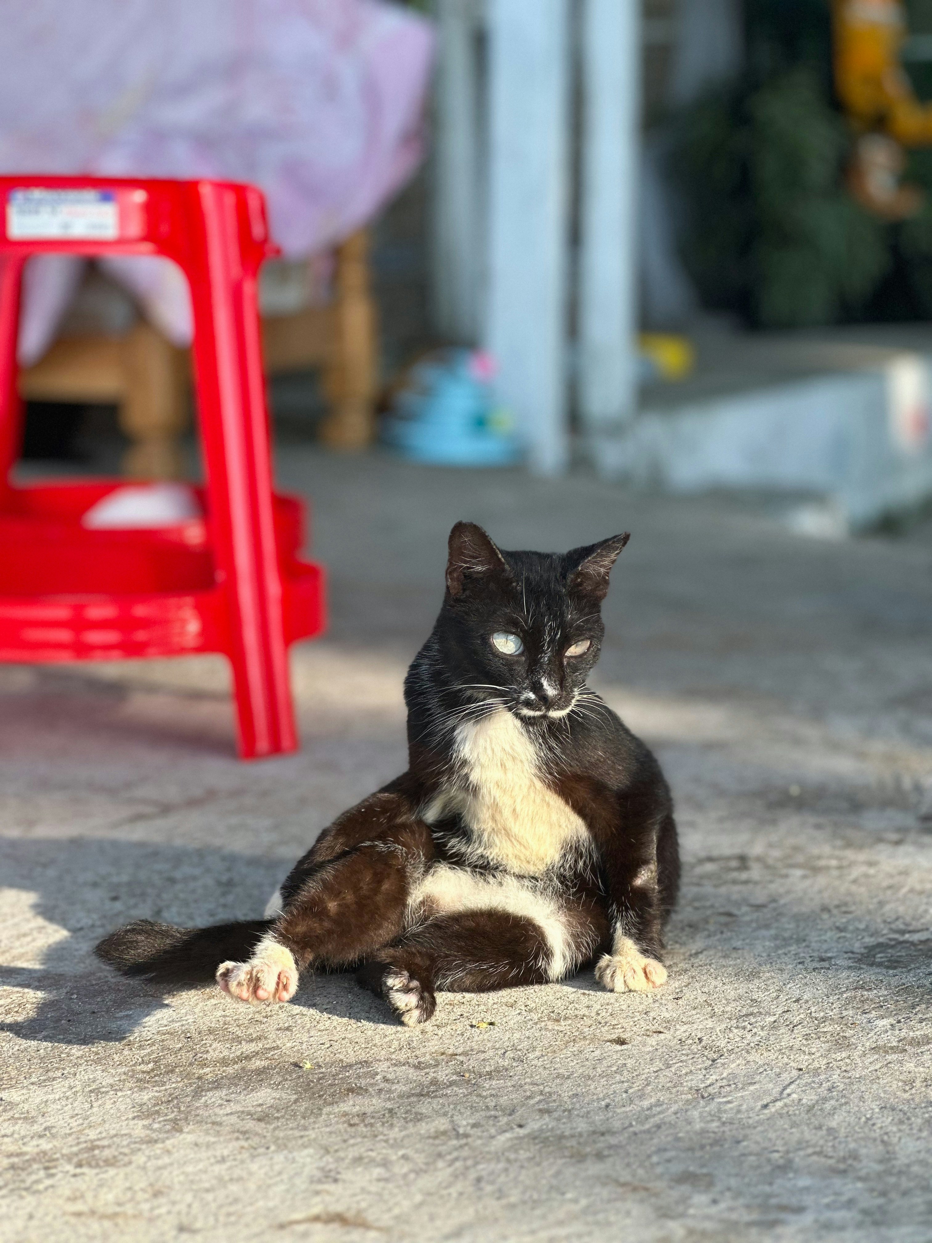Cozy Noon Paws: a Black-and-White Cat Lounging by a Red Plastic Stool