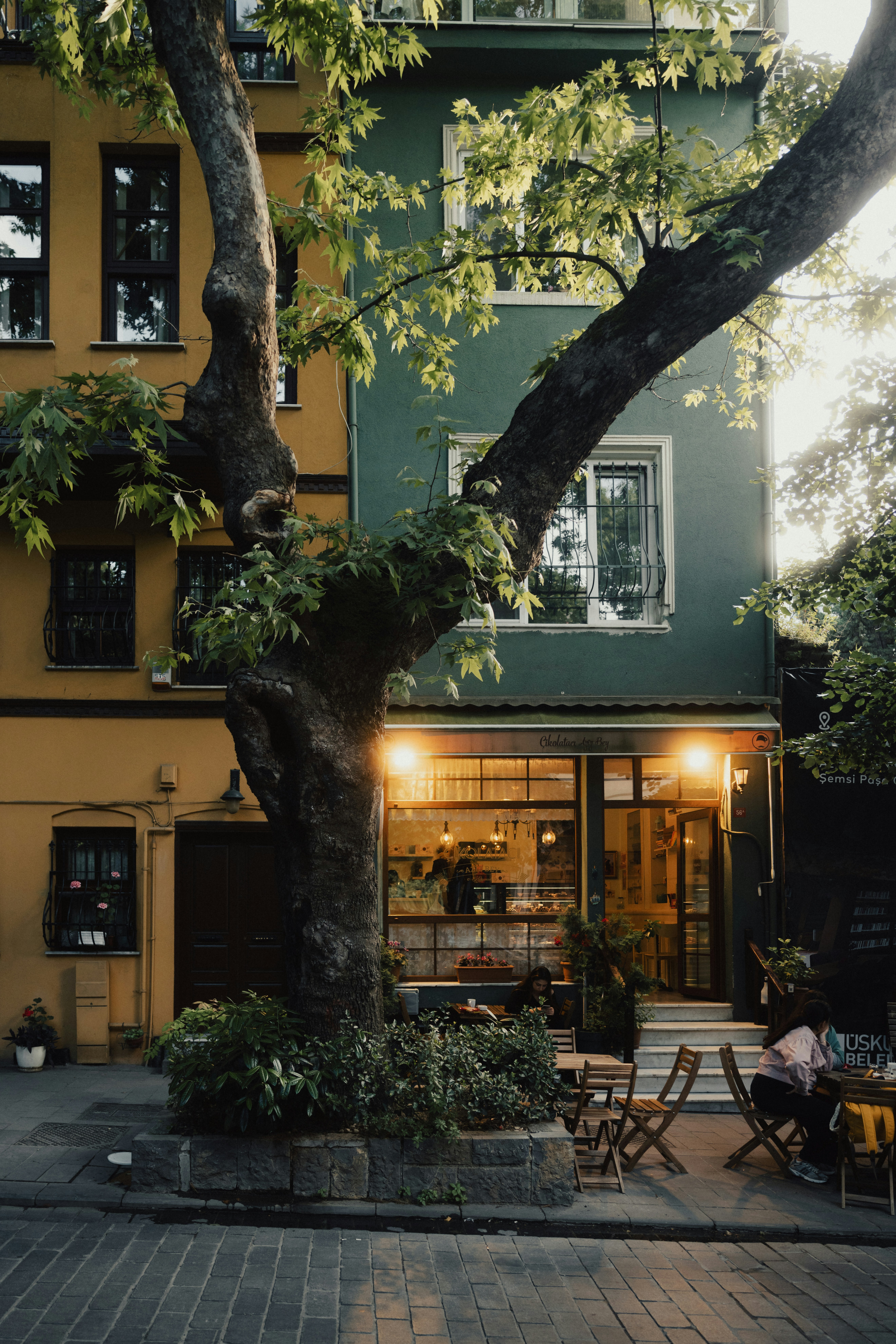 A large tree in front of a building photo – Free Street photography ...