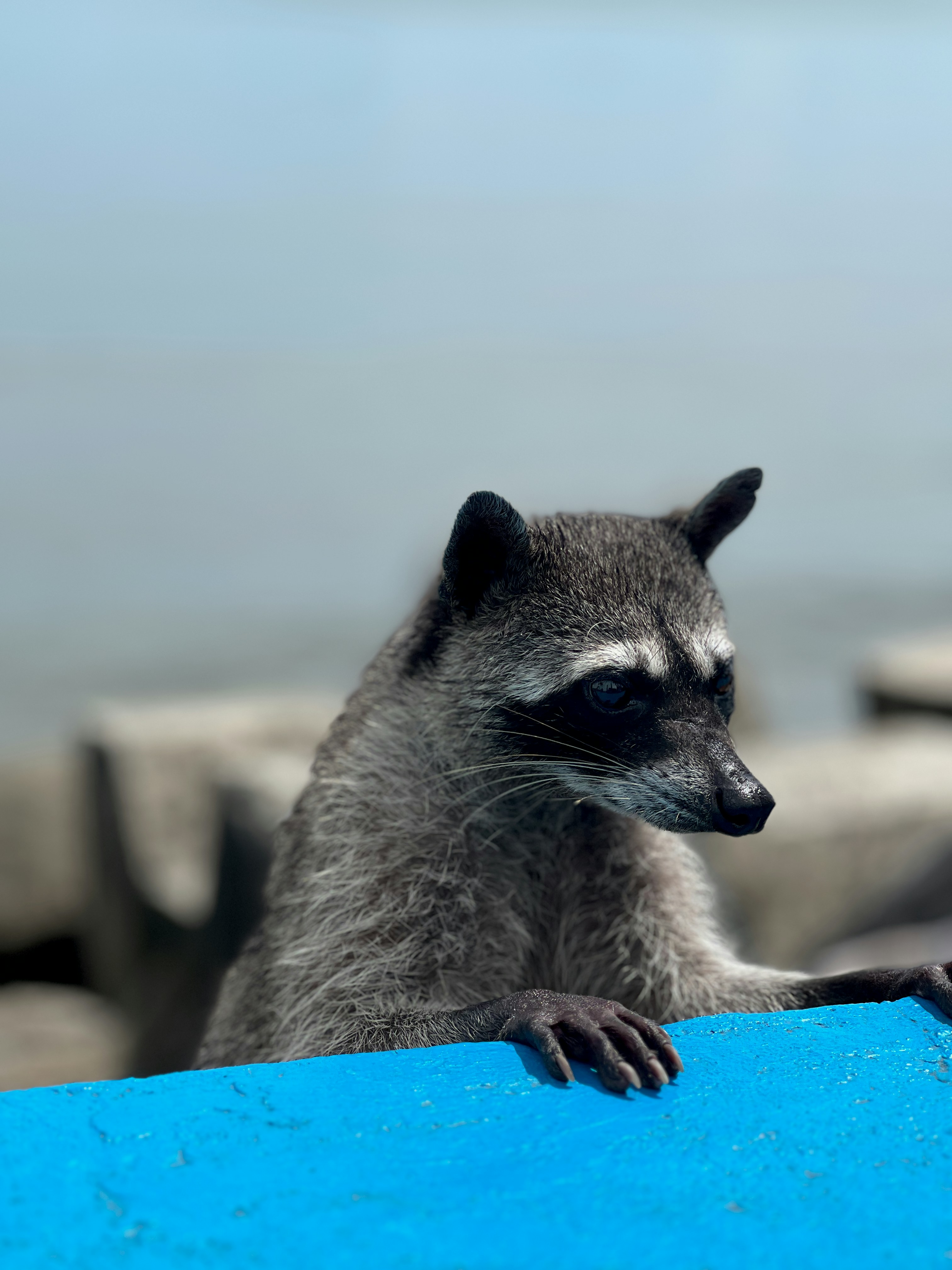 Harbor Watcher: A Curious Raccoon Perched Over a Bright Blue Barrier
