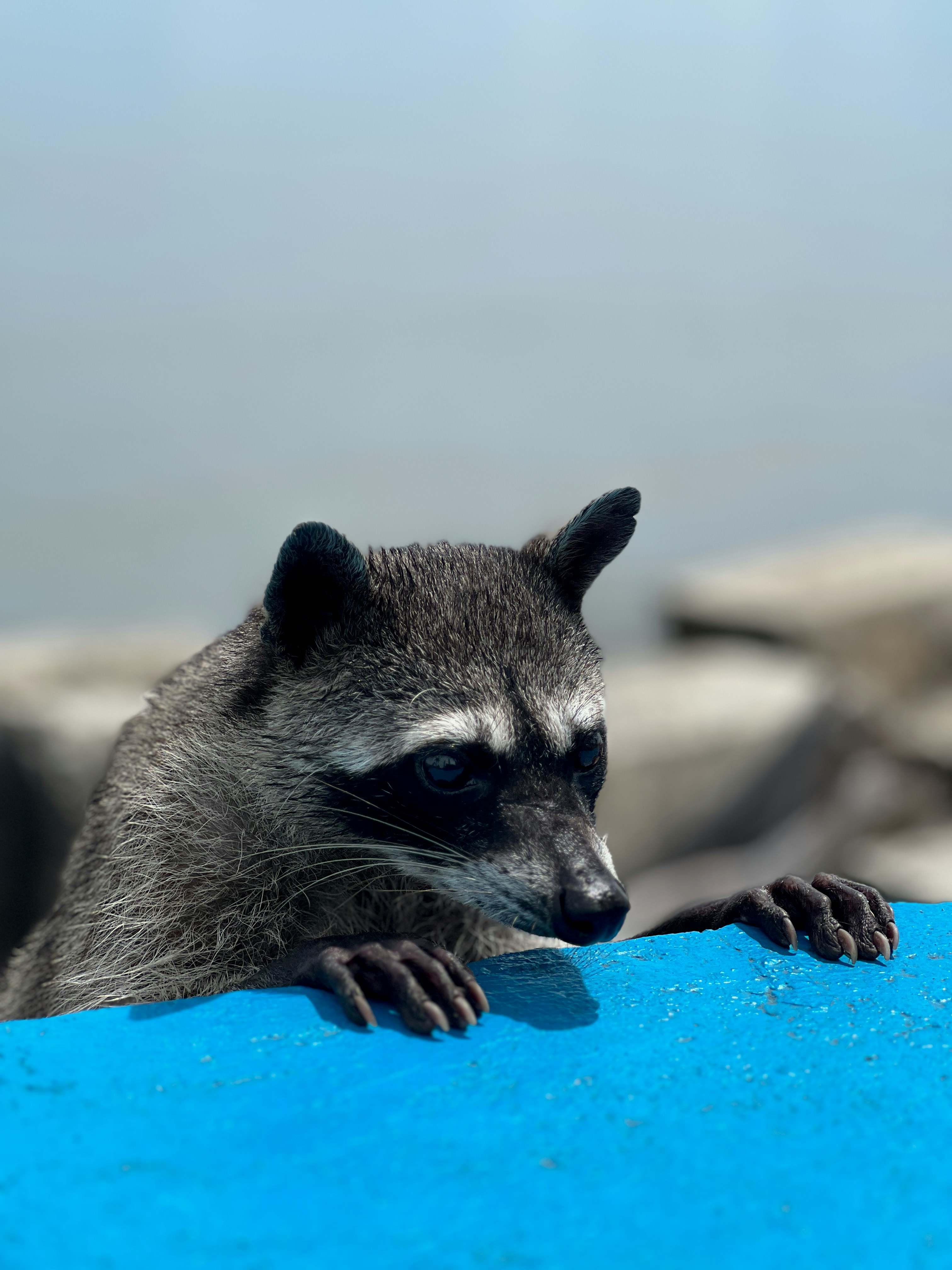 Un mapache está mirando sobre una superficie azul foto – Imagen de ...