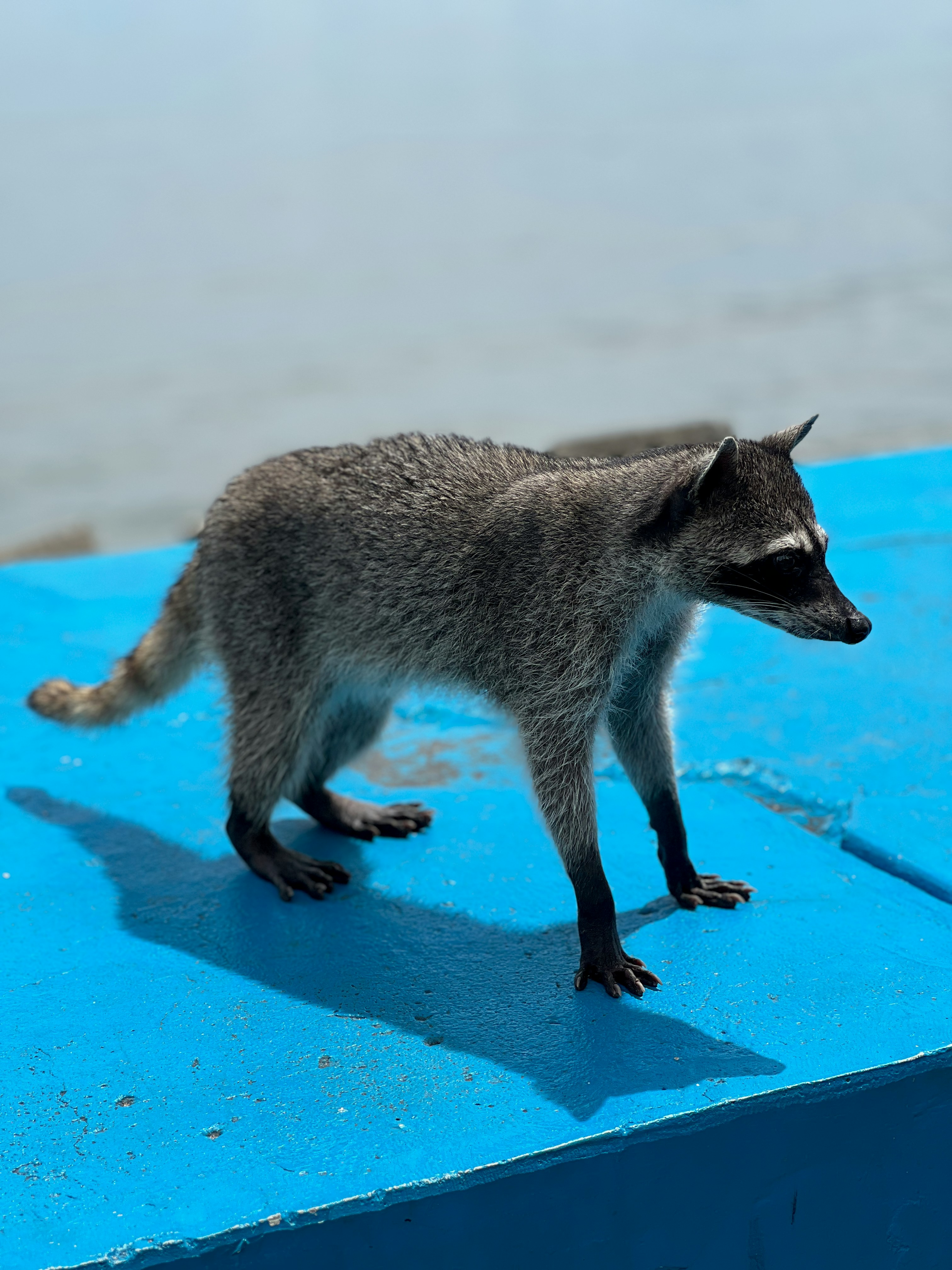 Azure Ledge Encounter: a curious raccoon on a cobalt stage by the water