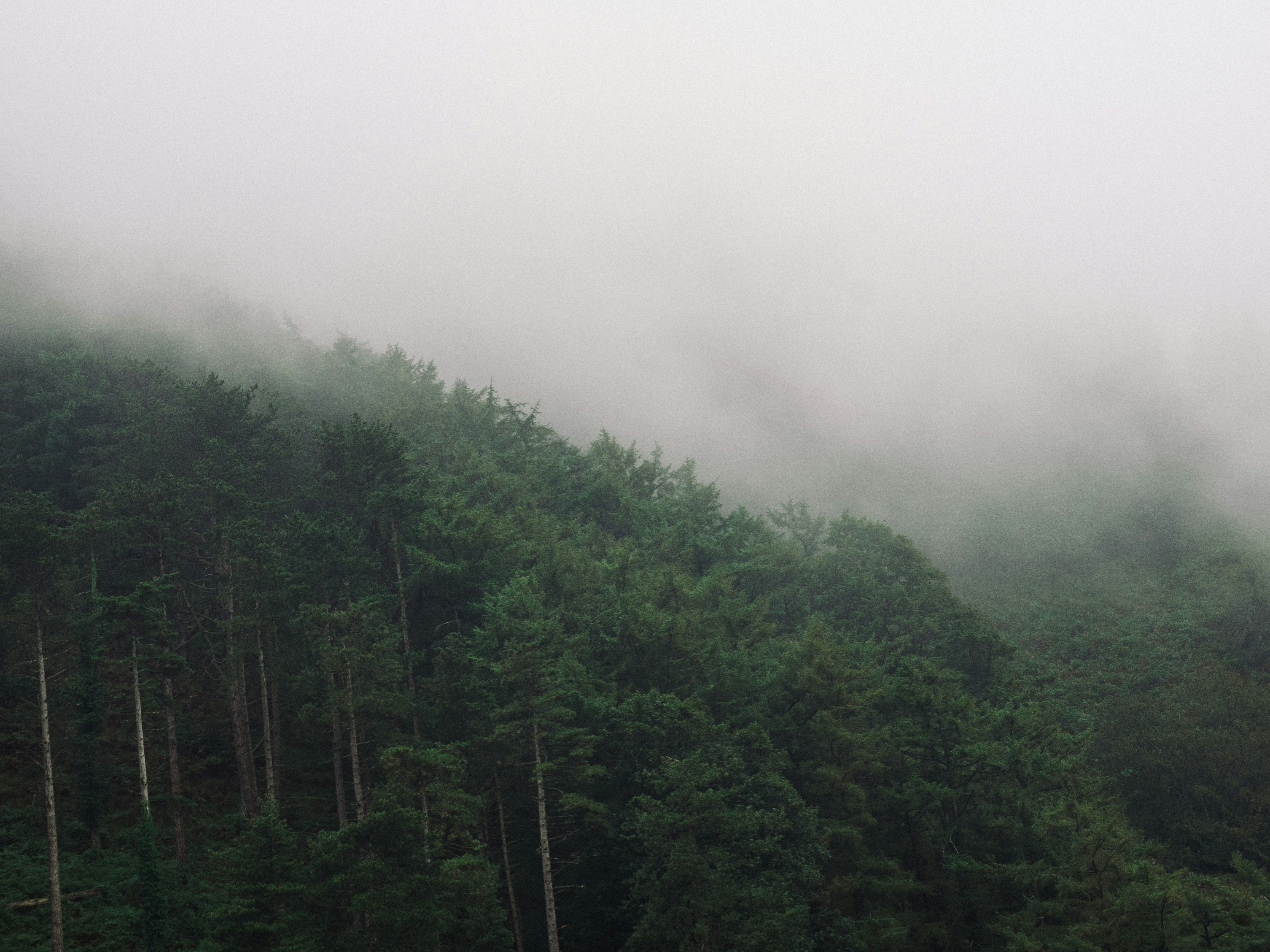 A mountain covered in fog and low lying trees photo – Free Grey Image ...