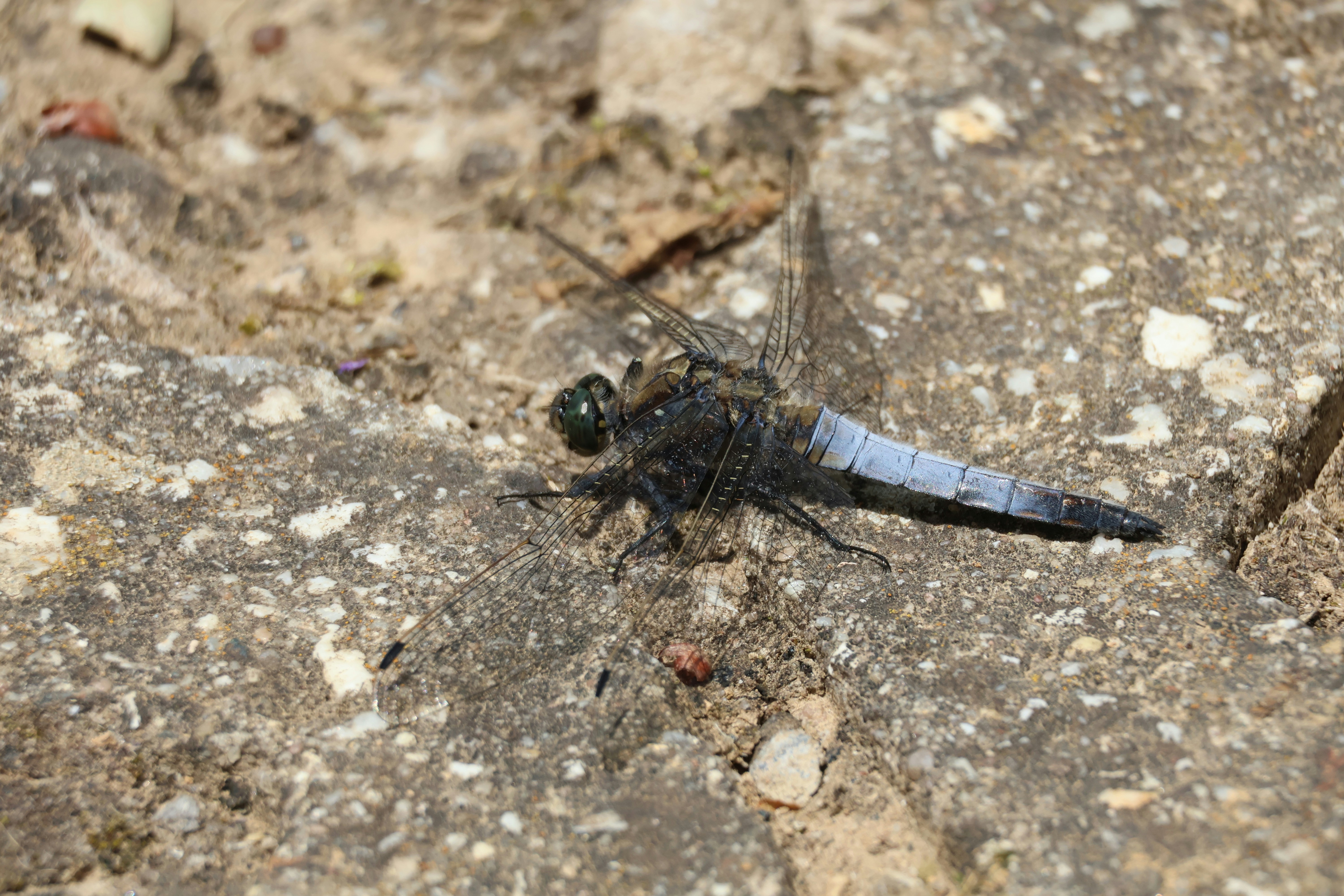An adult male black-tailed skimmer (Orthetrum cancellatum)
