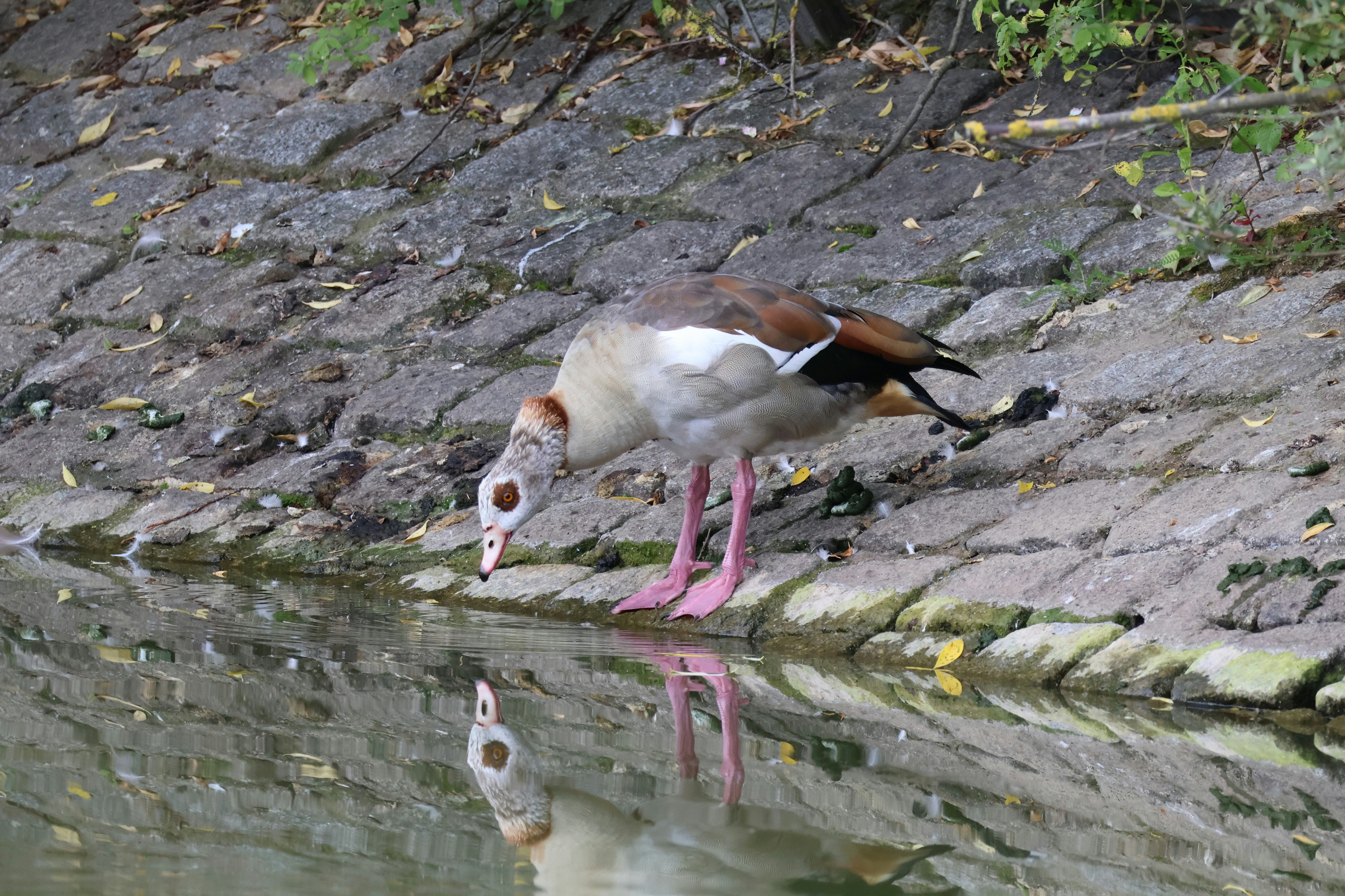 An adult Egyptian goose (Alopochen aegyptica) after drinking water