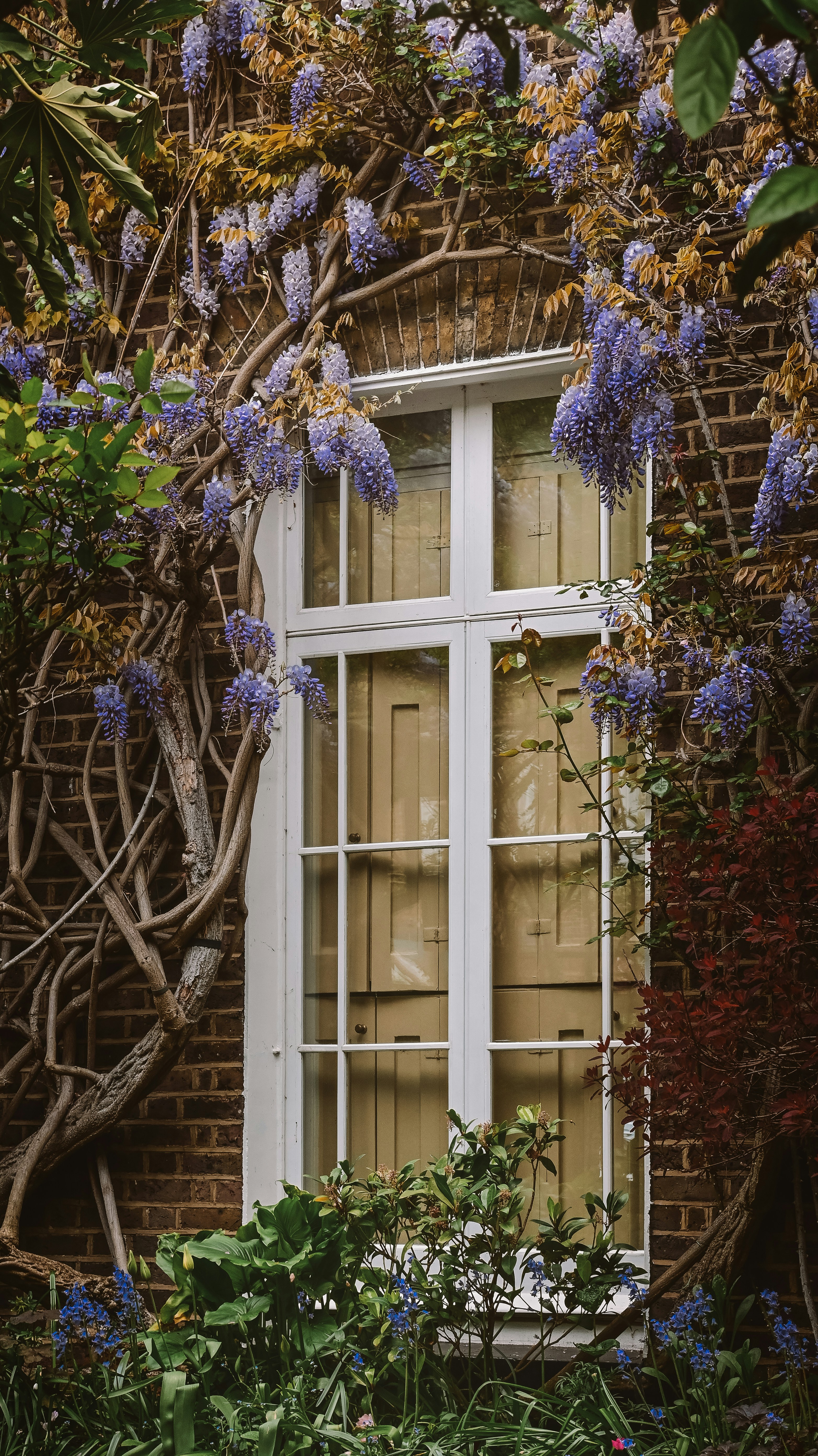 Violet Vines Framing a Brick-Window Moment