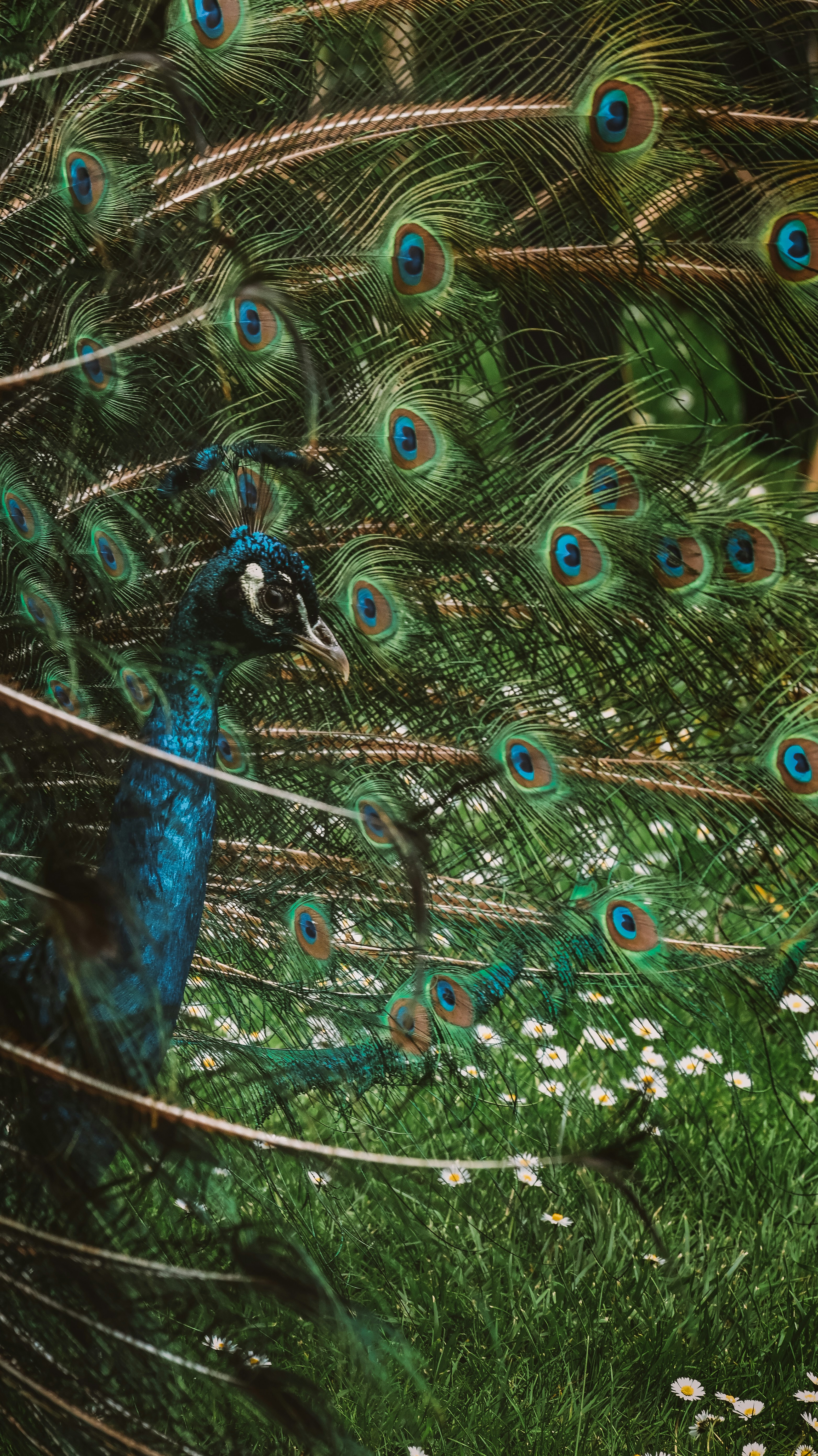 a peacock with its feathers spread out