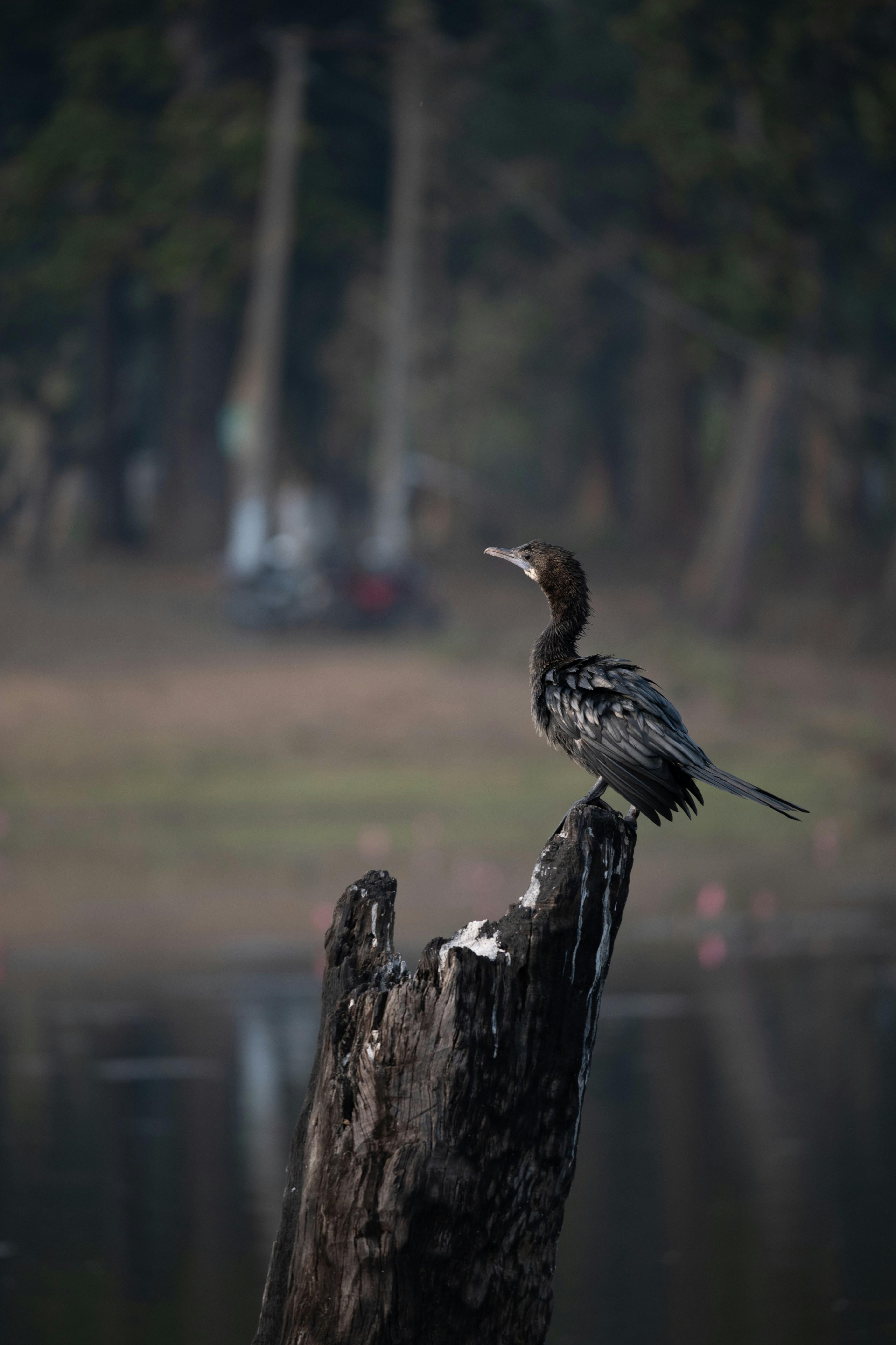Cormorant on a Weathered Post by a Quiet Lakeside